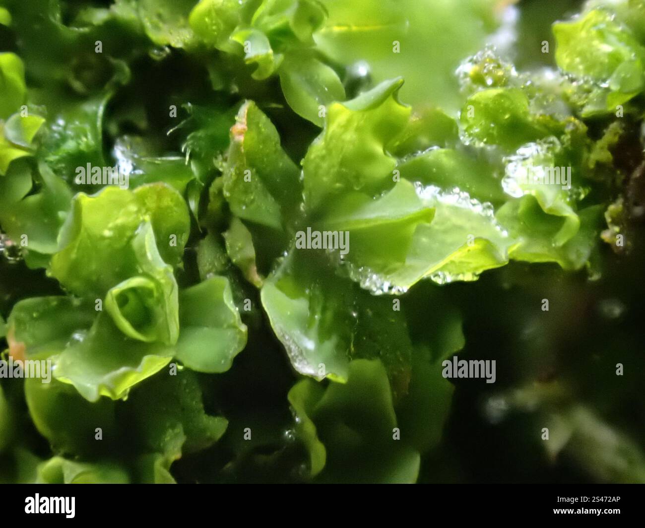 Water Screw-moss (Syntrichia latifolia Stock Photo - Alamy