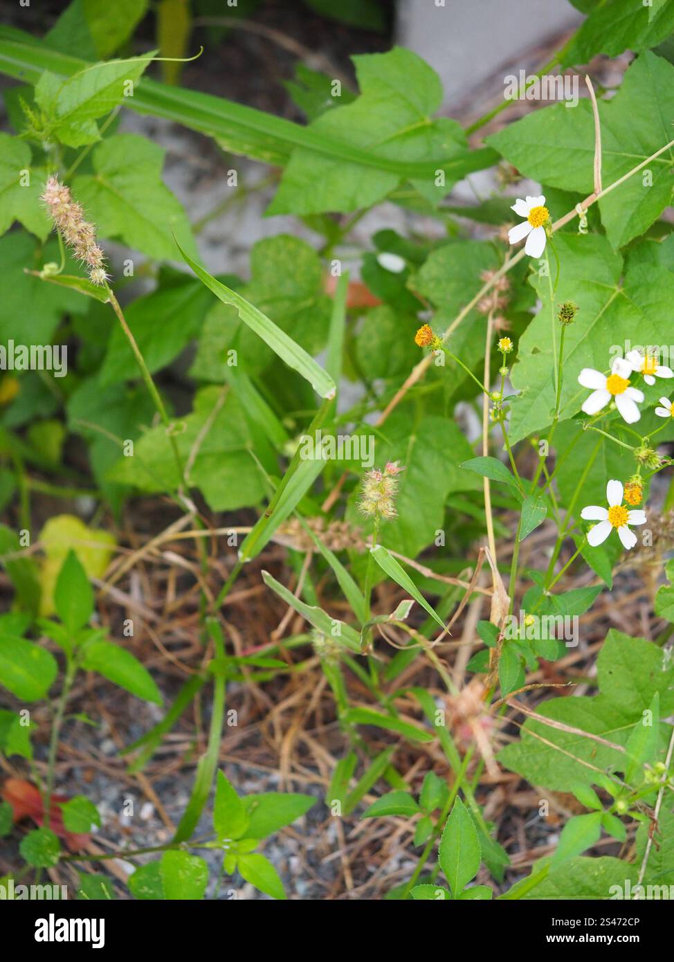 Southern Sandbur (Cenchrus echinatus Stock Photo - Alamy