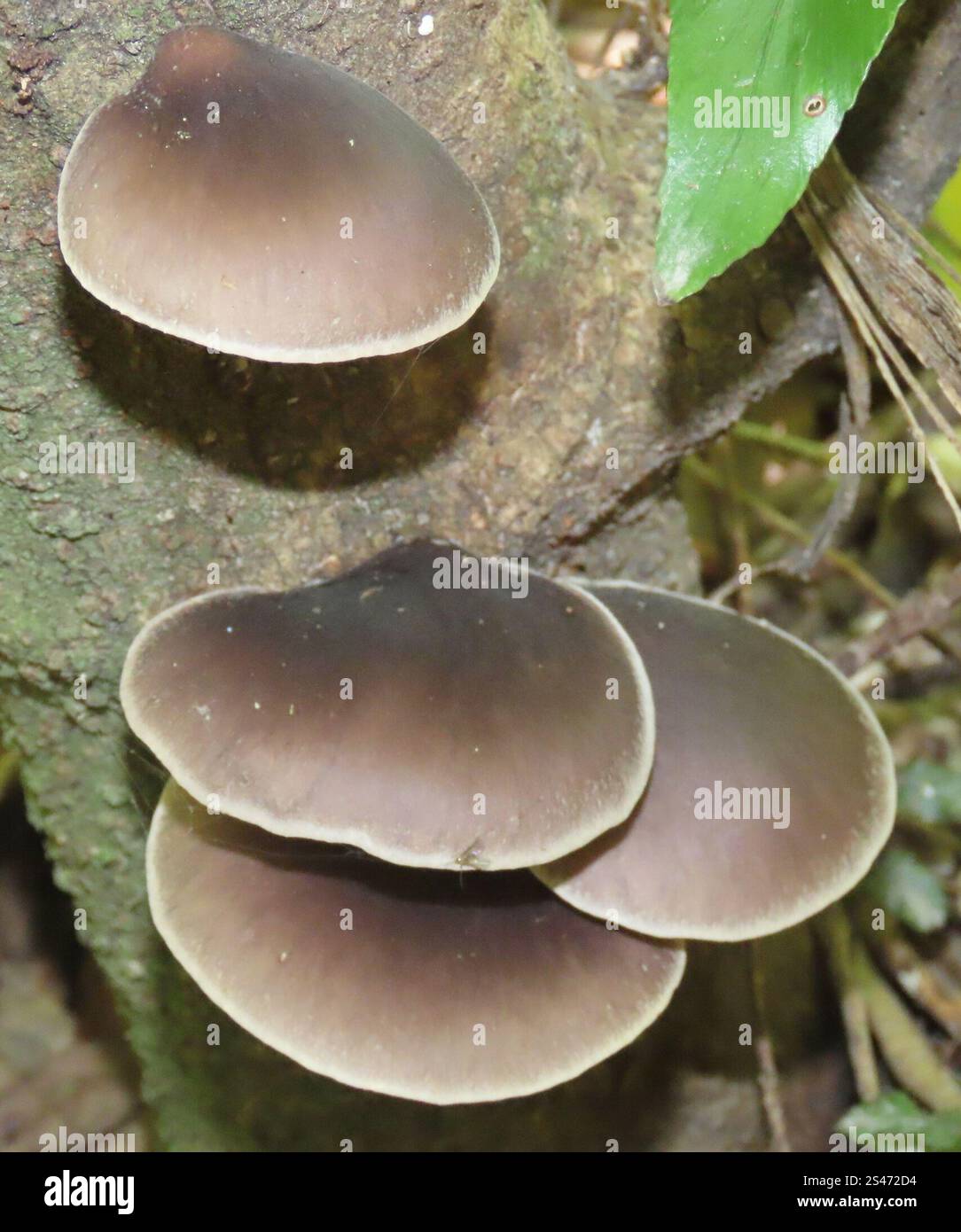 Brown Oyster Mushroom (Pleurotus australis Stock Photo - Alamy