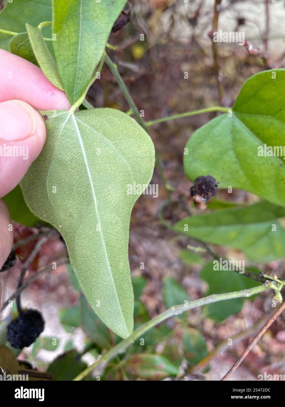 Carolina snailseed (Nephroia carolina Stock Photo - Alamy