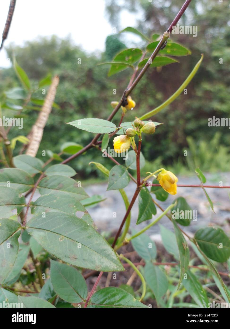 Coffee Senna (Senna occidentalis Stock Photo - Alamy