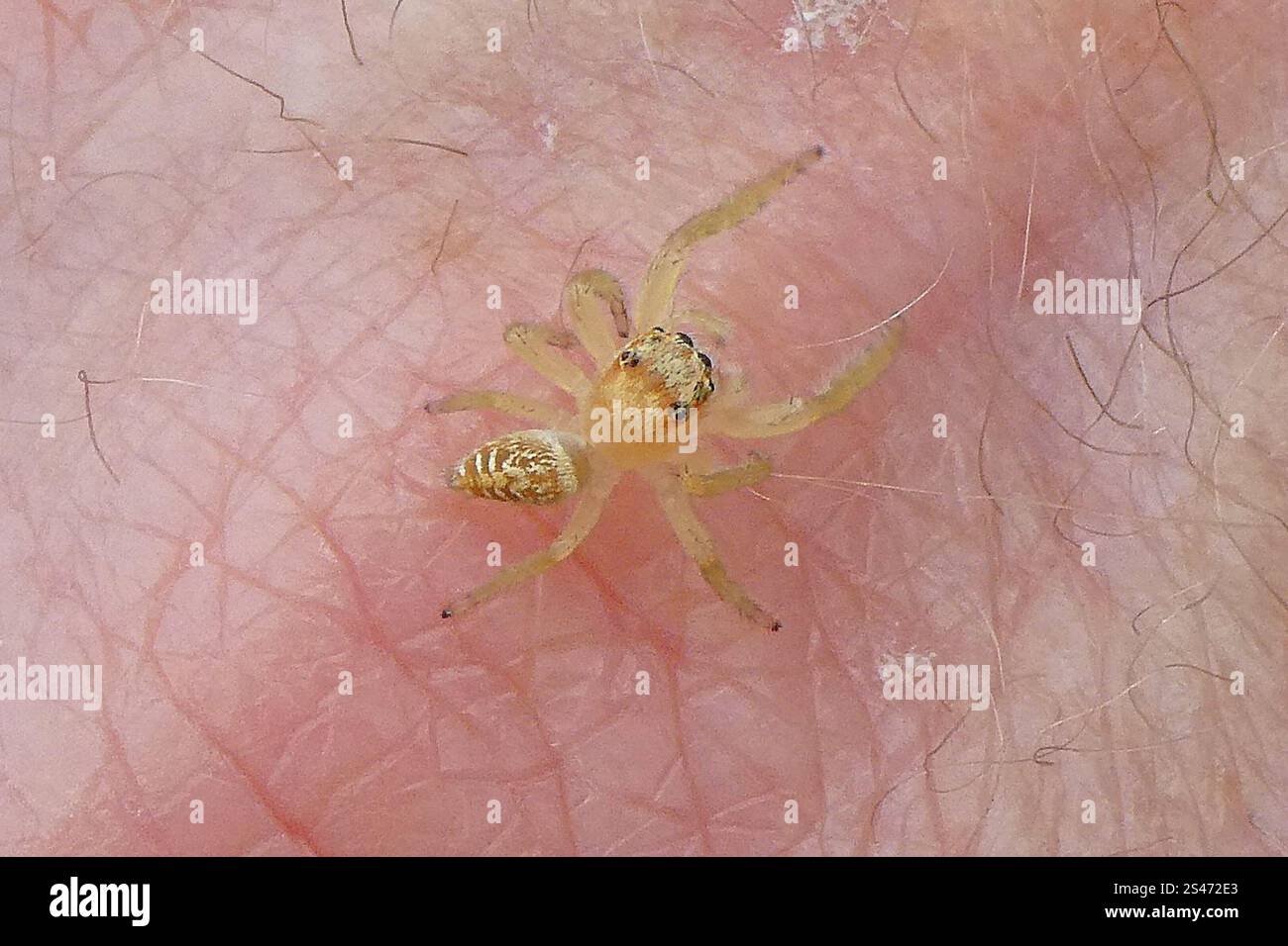Garden Jumping Spiders (Opisthoncus Stock Photo - Alamy