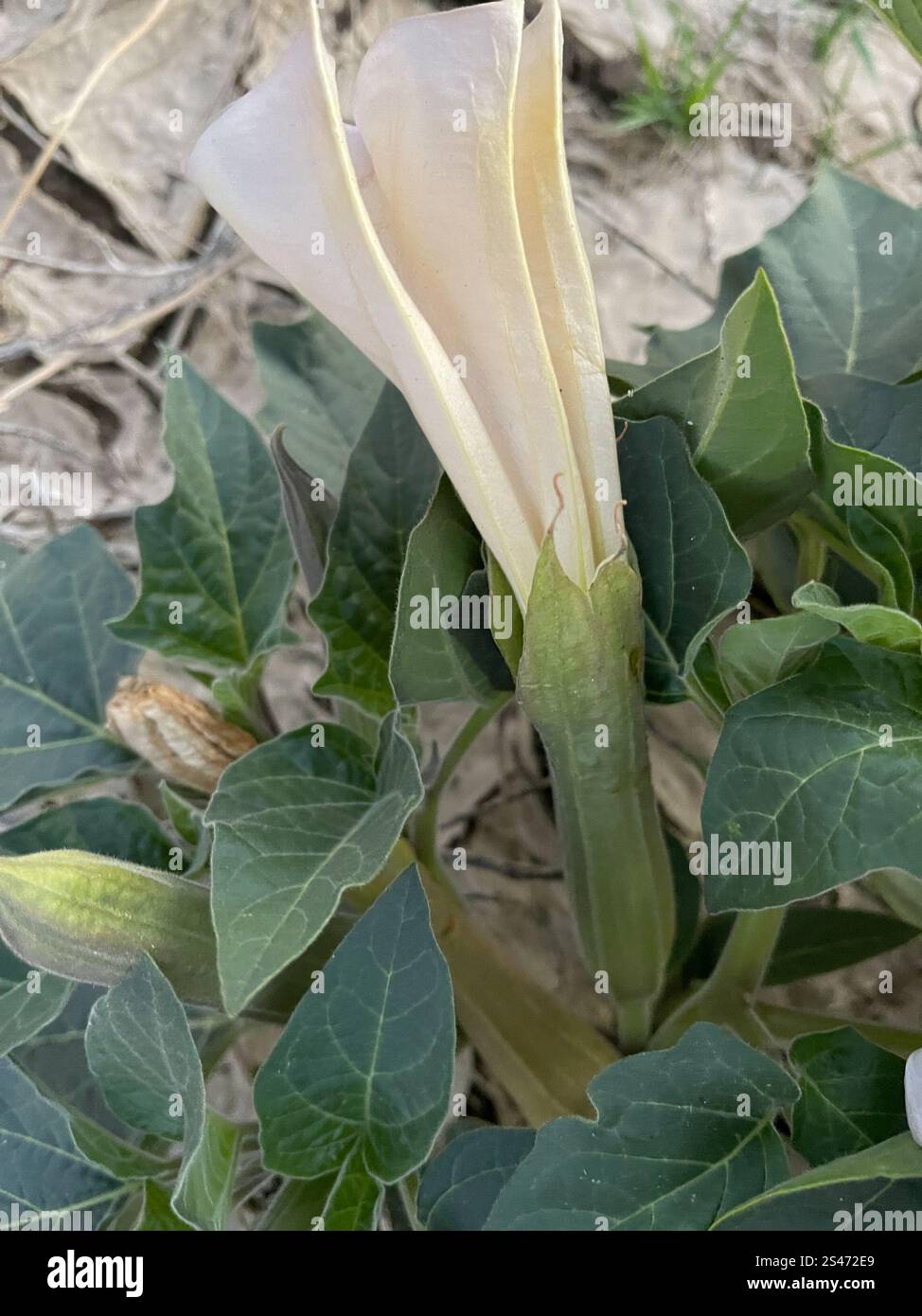 Sacred Datura (Datura wrightii Stock Photo - Alamy