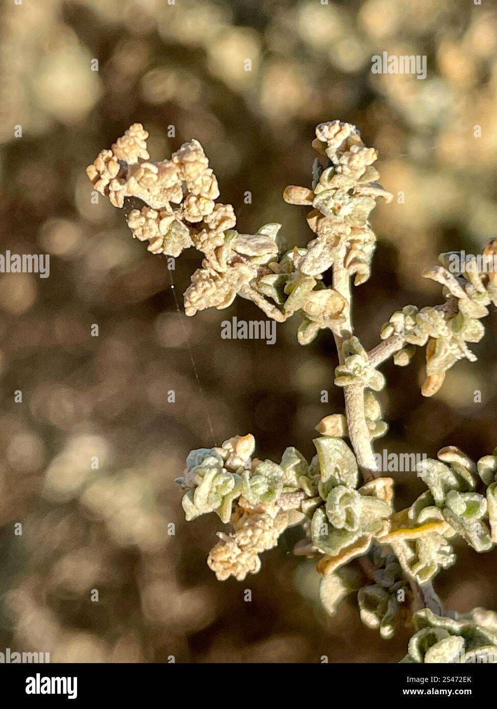 Cattle Saltbush (Atriplex polycarpa Stock Photo - Alamy