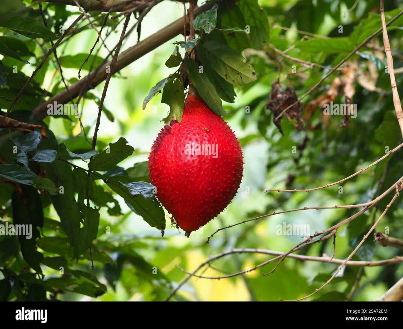 Gac (Momordica cochinchinensis Stock Photo - Alamy