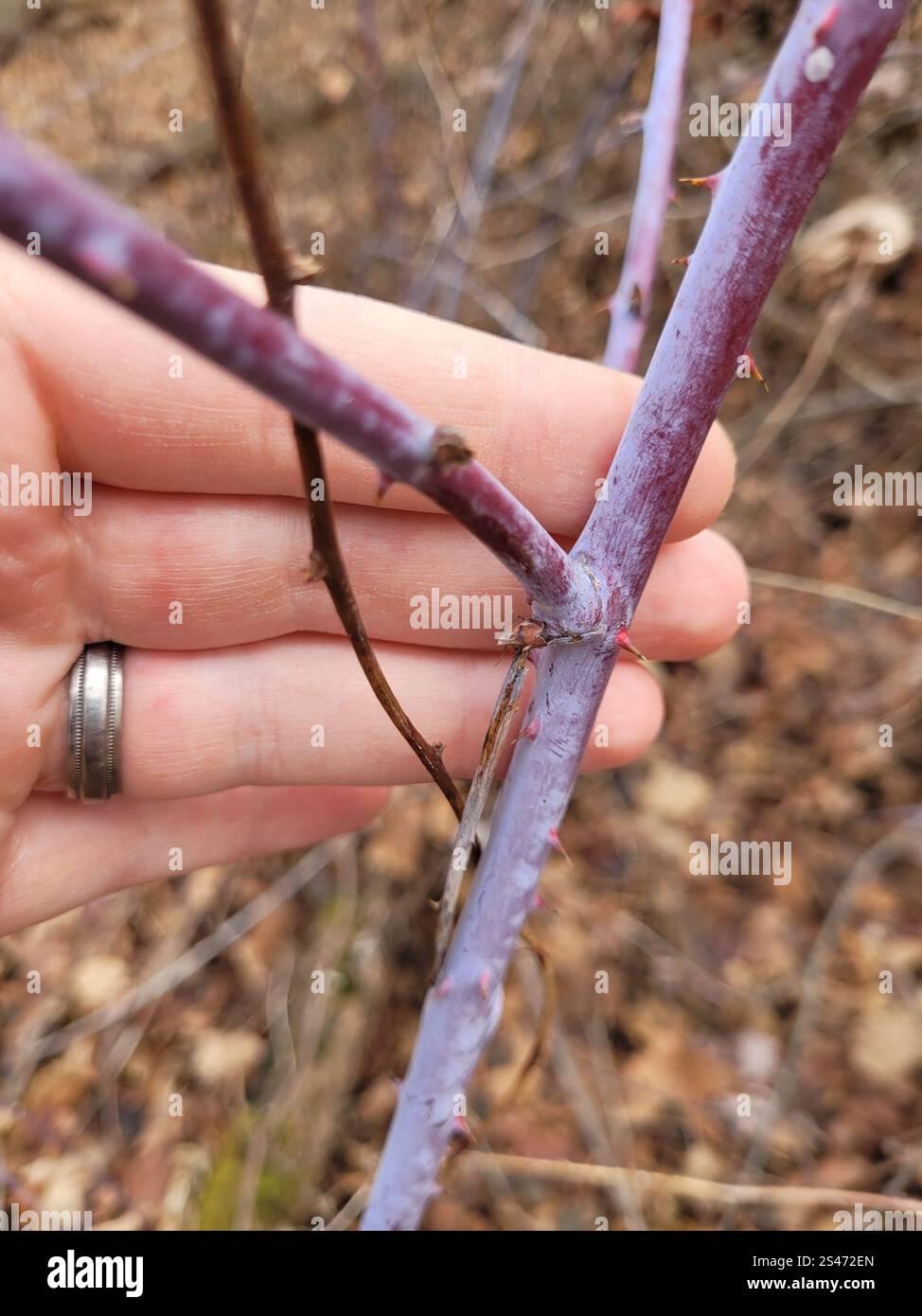 black raspberry (Rubus occidentalis Stock Photo - Alamy