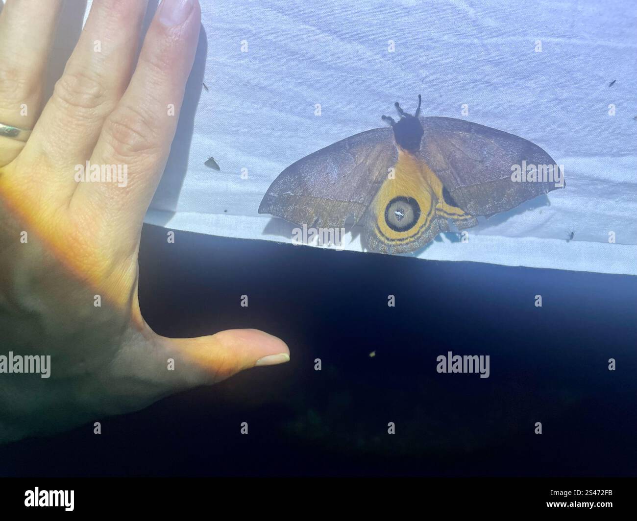 Automeris argentifera hi-res stock photography and images - Alamy