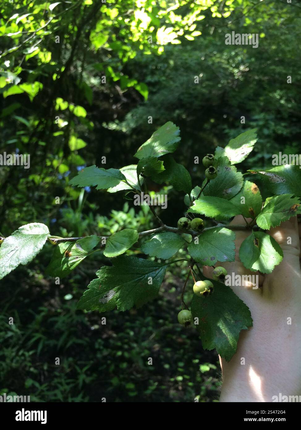 green hawthorn (Crataegus viridis Stock Photo - Alamy