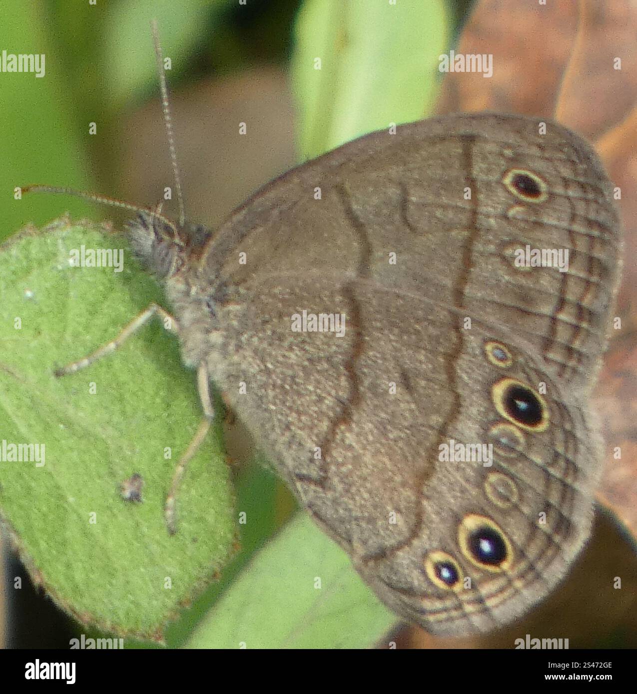 Carolina Satyr (Hermeuptychia sosybius Stock Photo - Alamy
