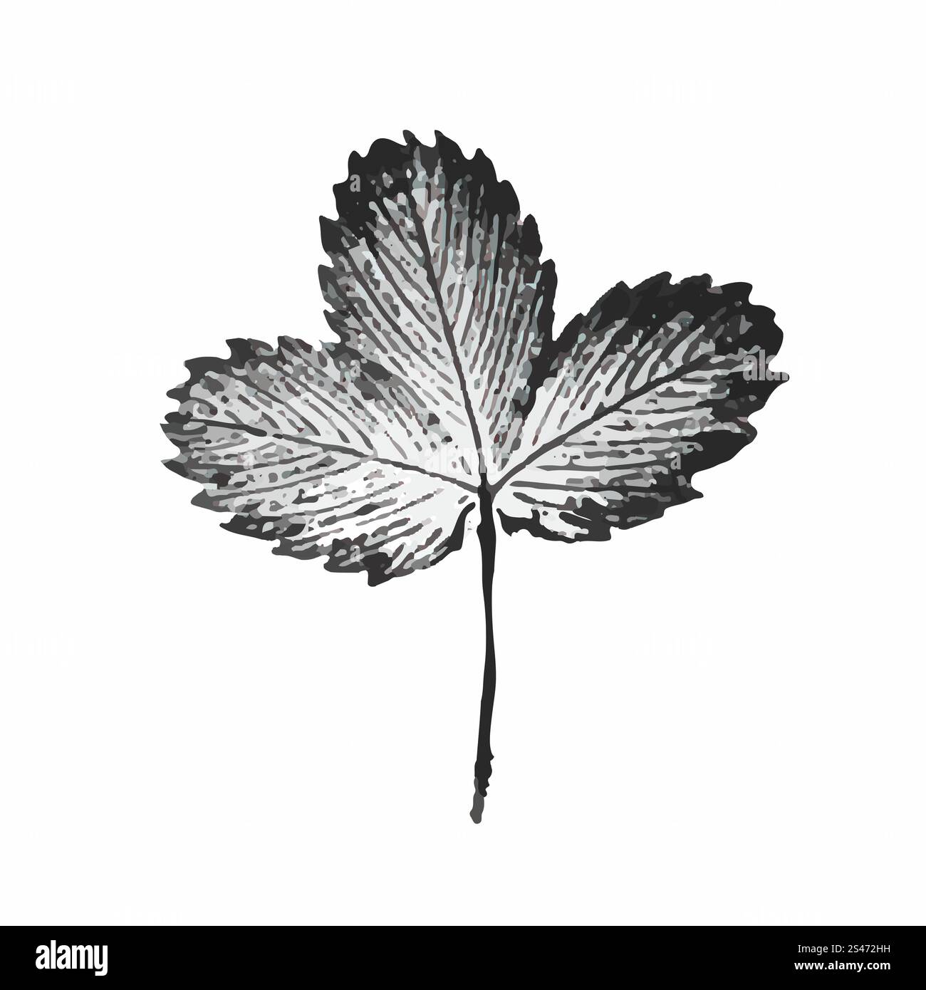 Illustration of engraved strawberry leaf Stock Vector Image & Art - Alamy
