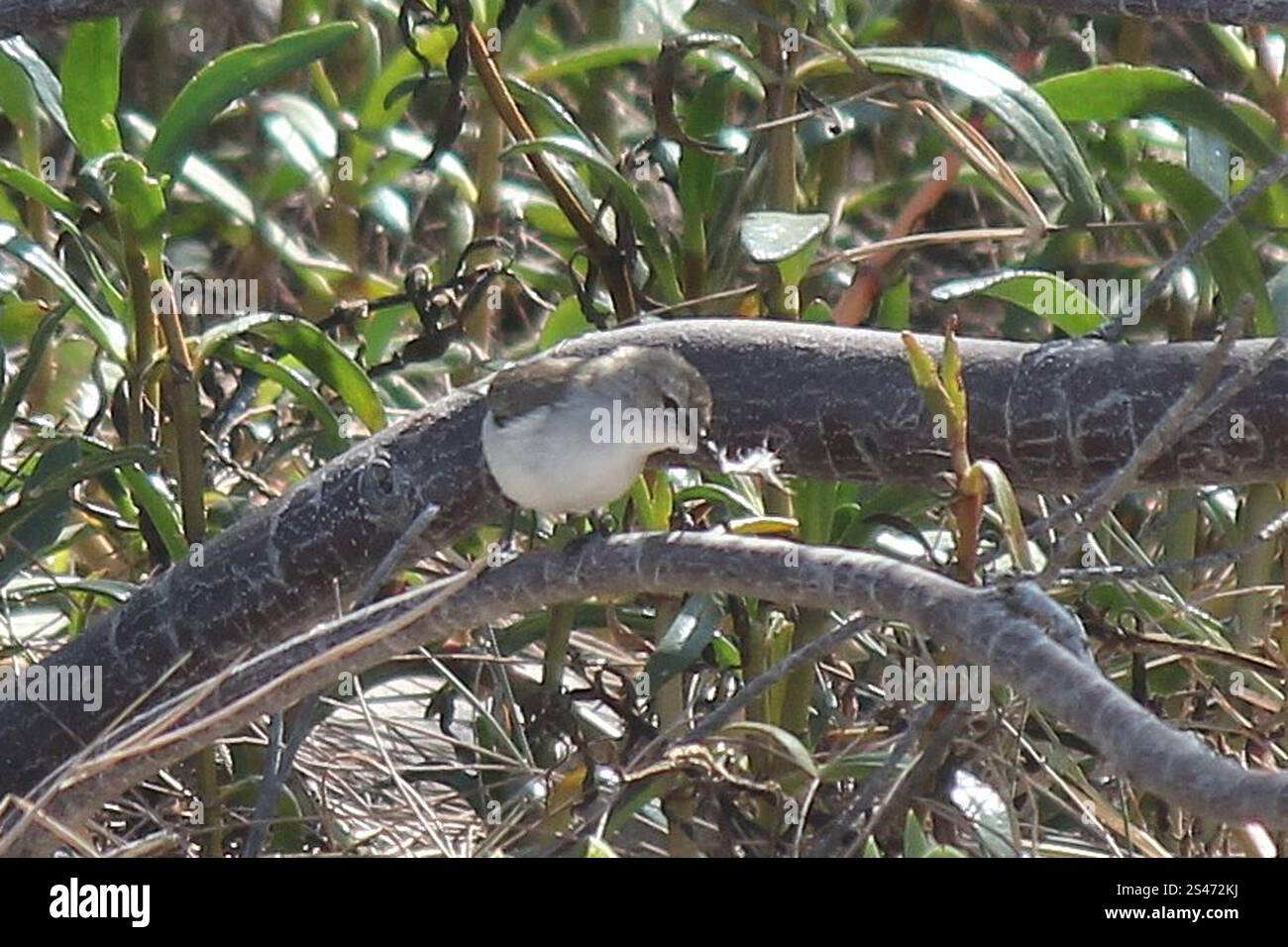Mangrove Gerygone (Gerygone levigaster Stock Photo - Alamy