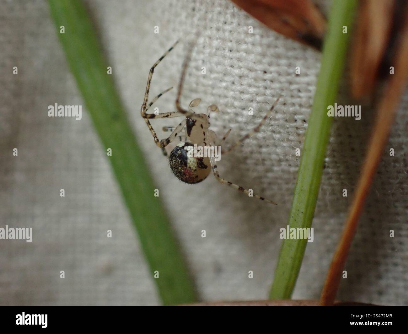 False Pirate Spider (Platnickina tincta Stock Photo - Alamy