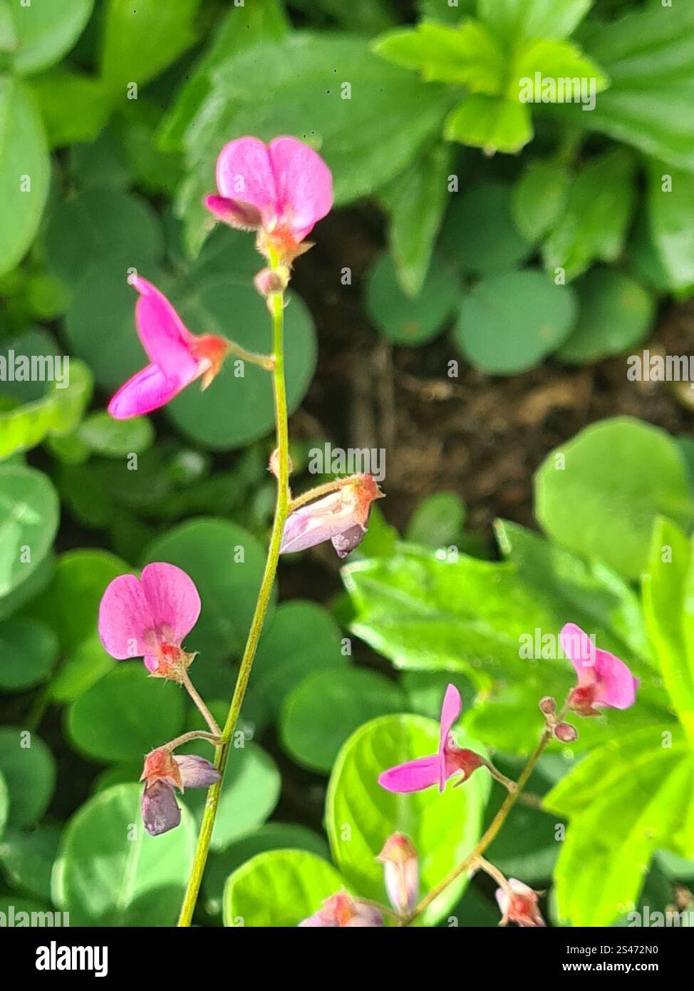 creeping beggarweed (Desmodium incanum Stock Photo - Alamy