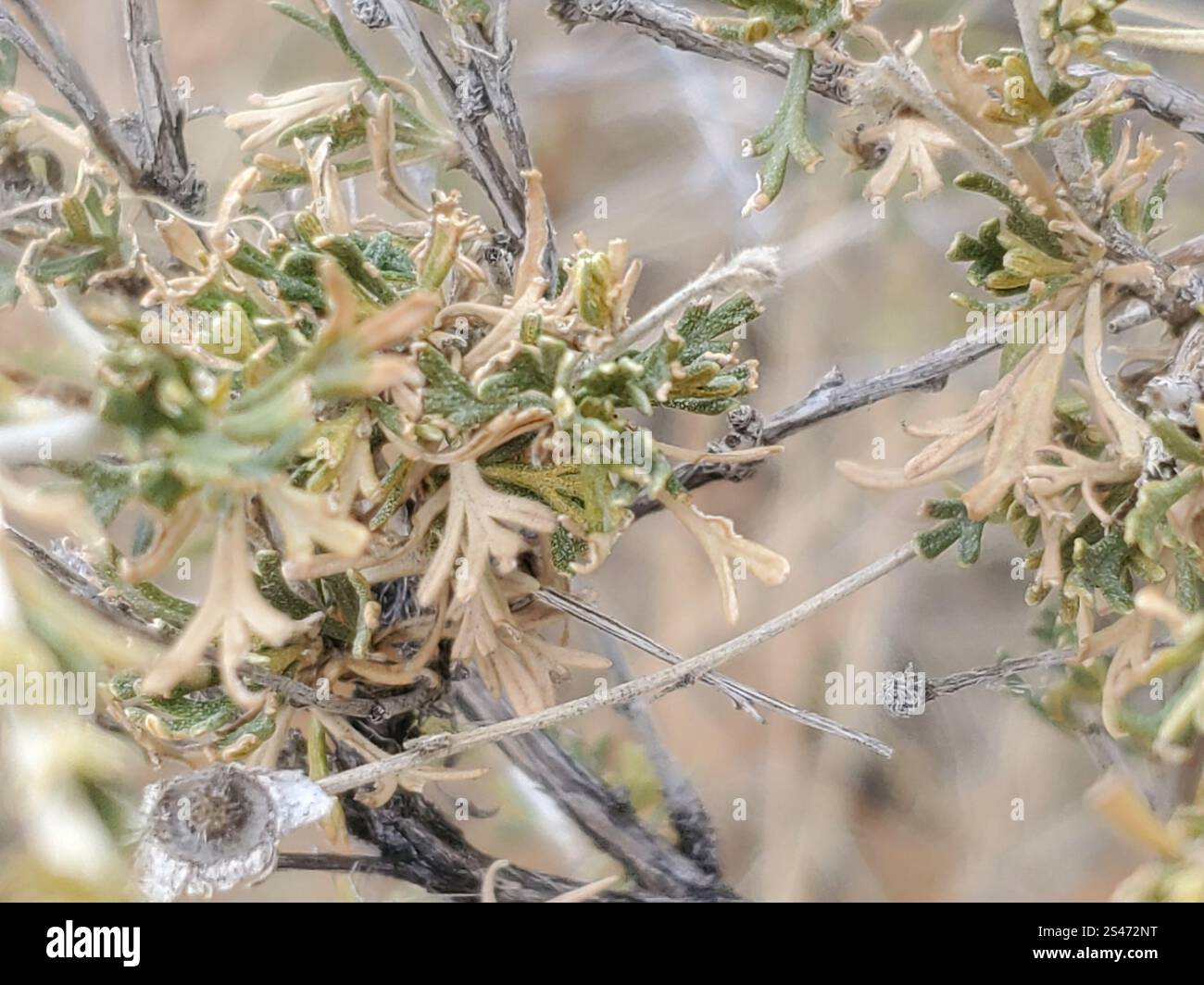 Apache plume (Fallugia paradoxa Stock Photo - Alamy