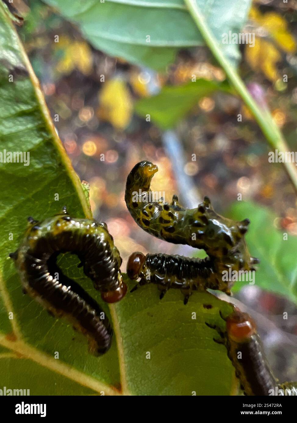 Willow Sawflies (Nematus Stock Photo - Alamy