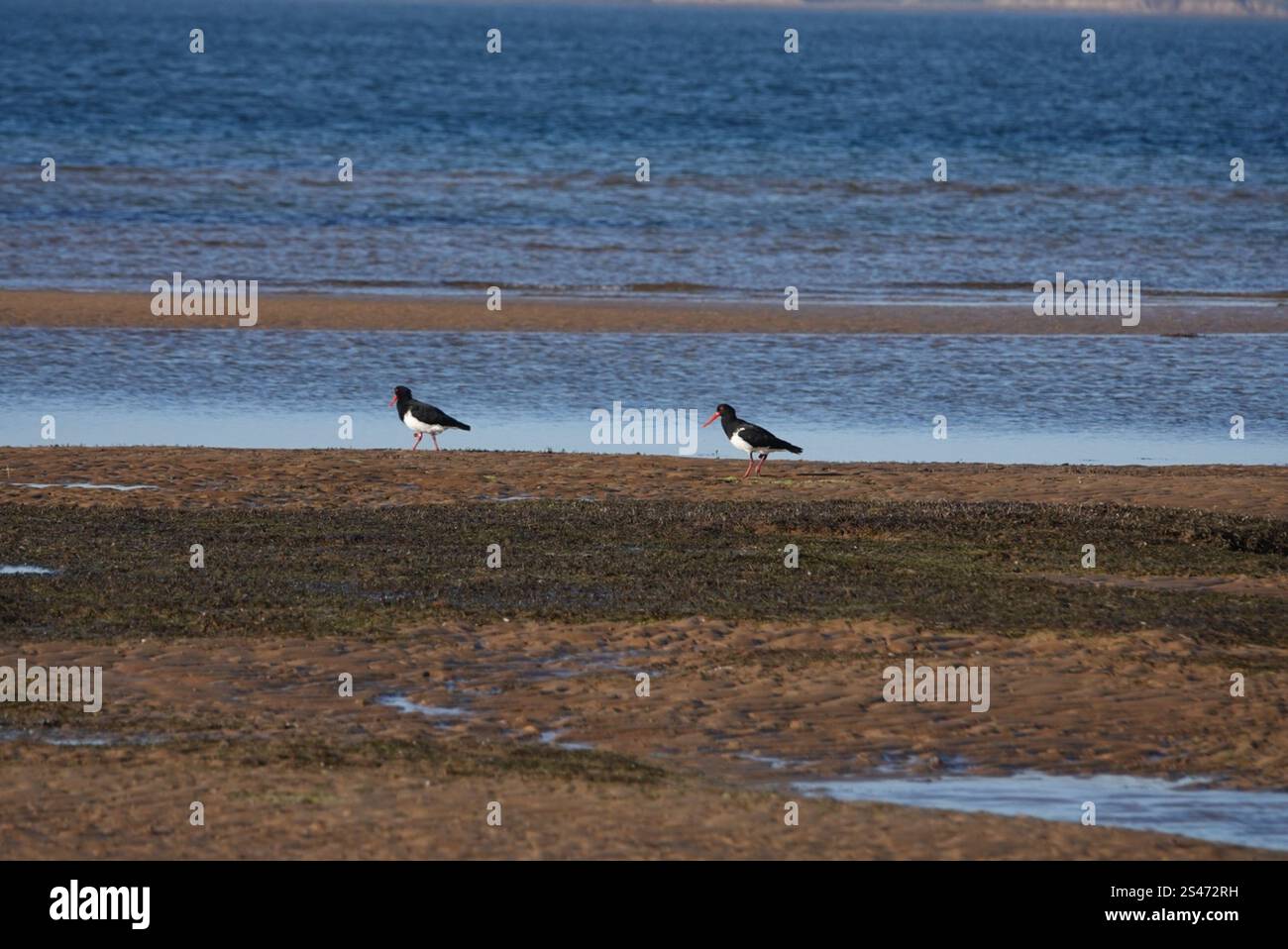 Pied Oystercatcher (Haematopus longirostris Stock Photo - Alamy