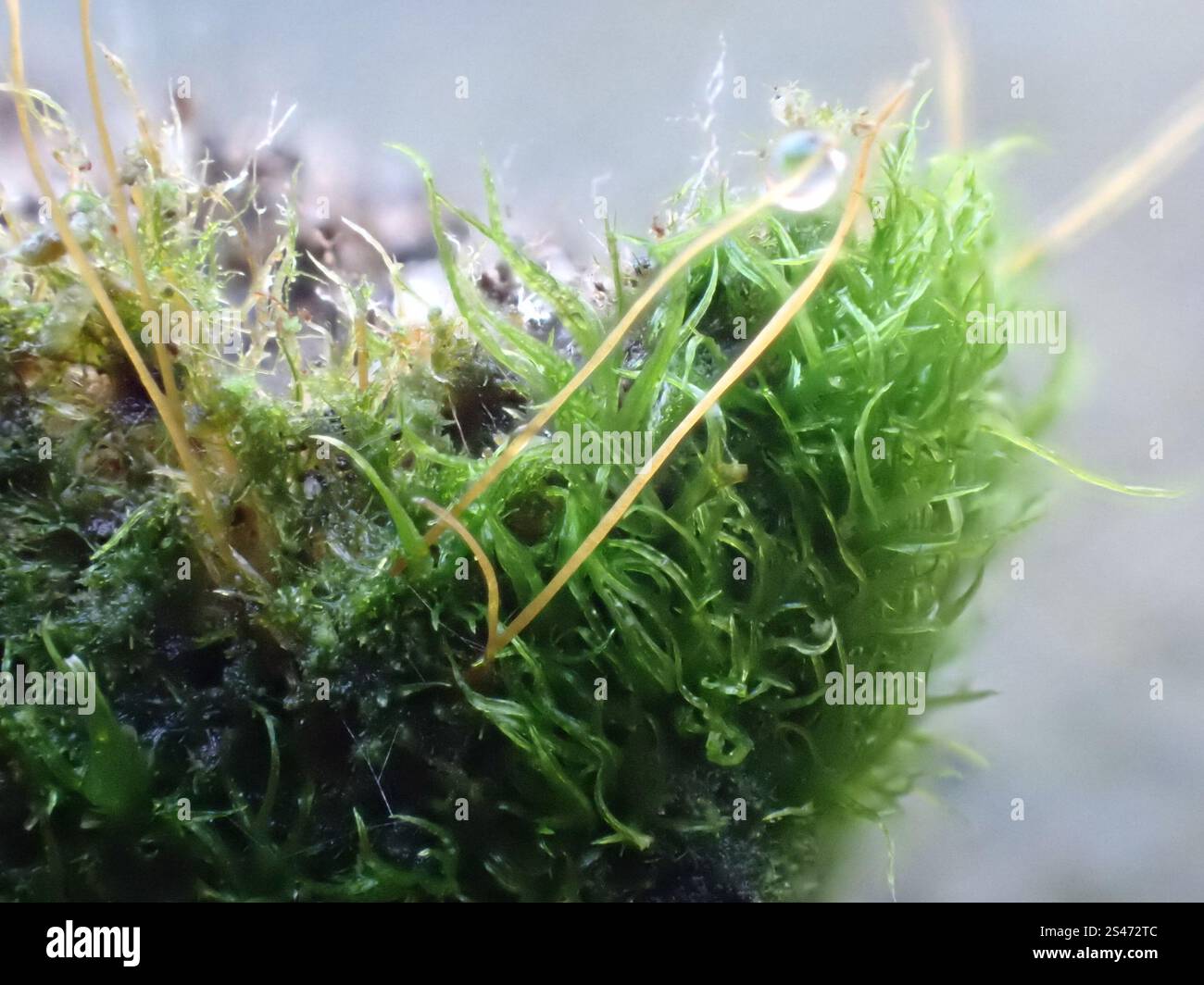 Cape Thread-moss (Orthodontium lineare Stock Photo - Alamy