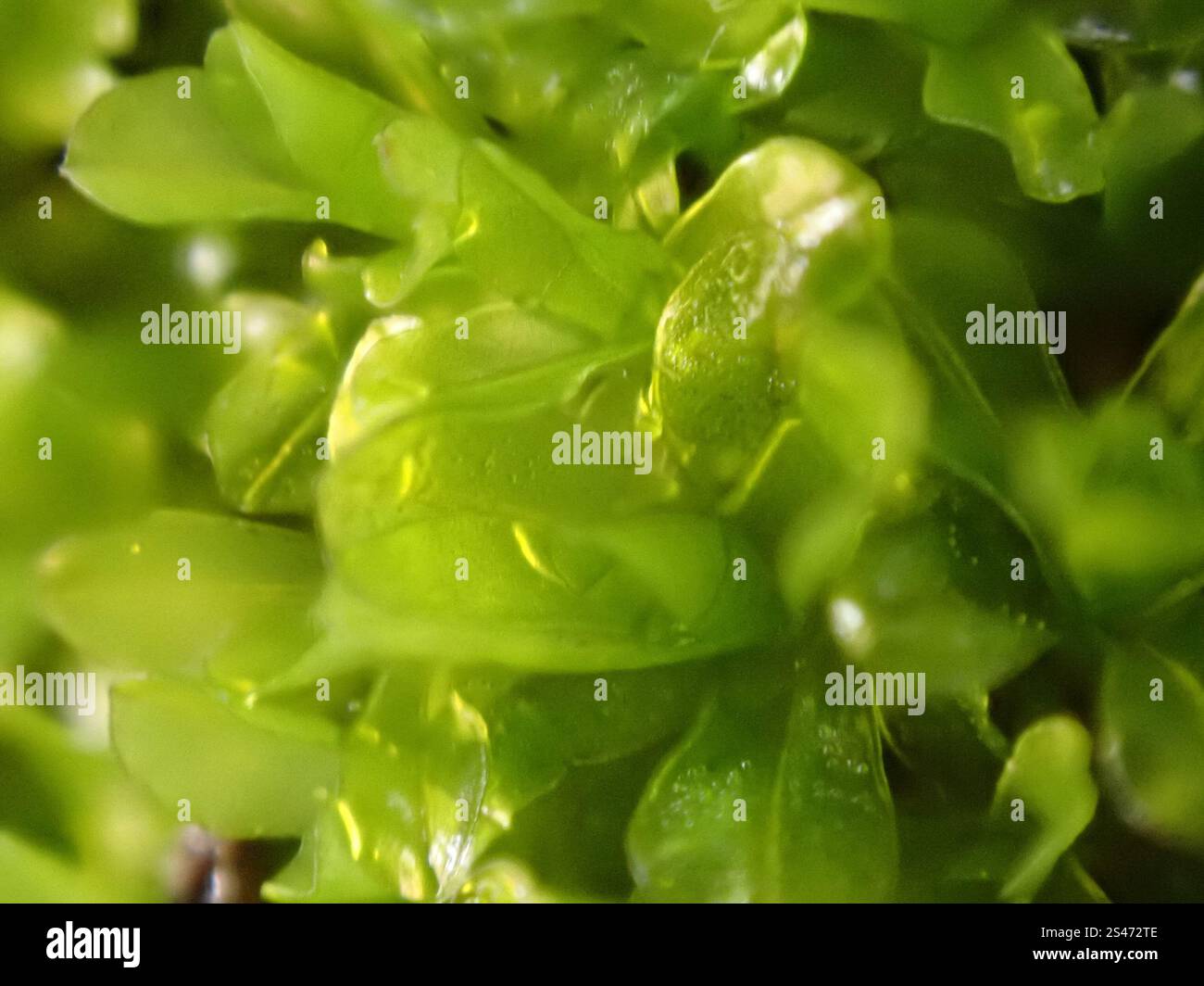 Water Screw-moss (Syntrichia latifolia Stock Photo - Alamy