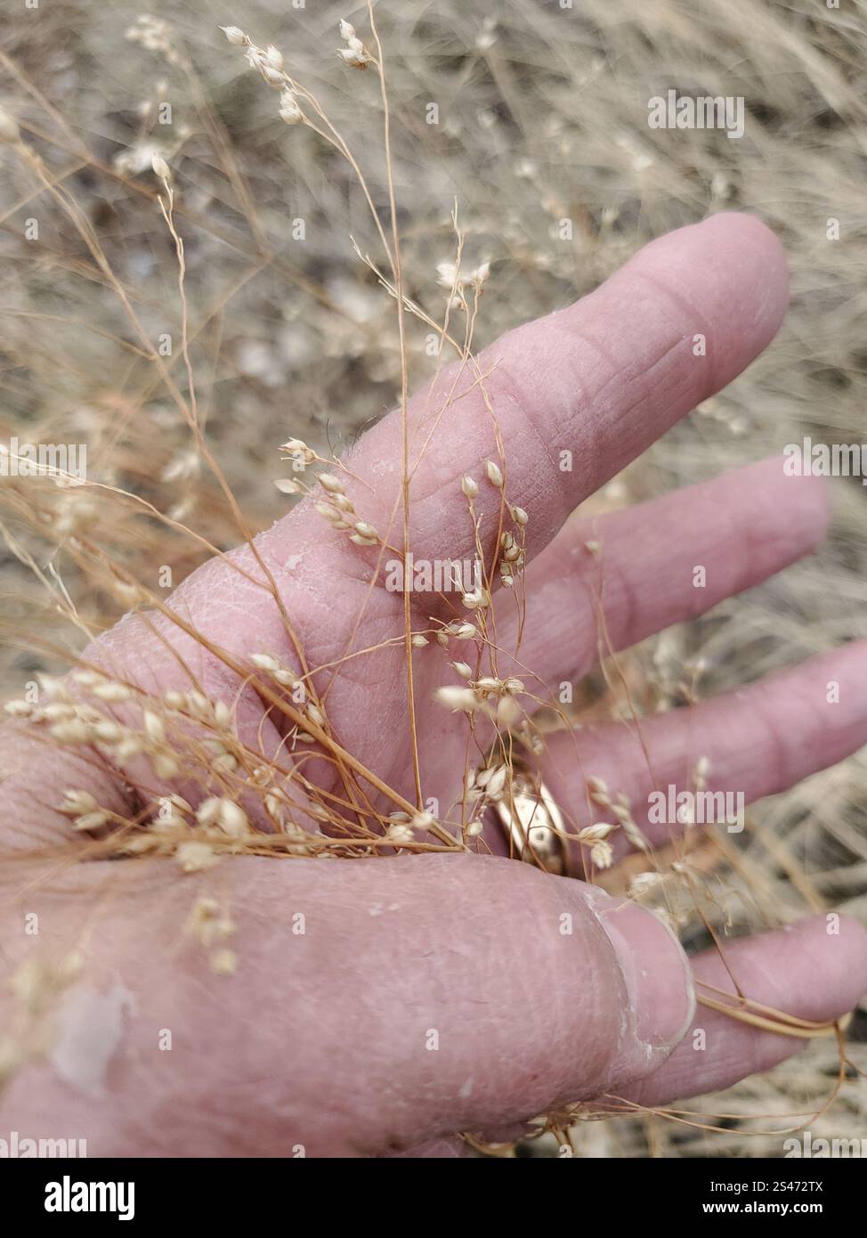 switchgrass (Panicum virgatum Stock Photo - Alamy