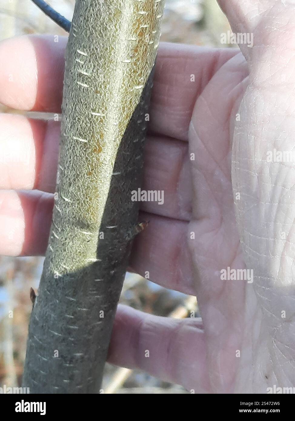 sweet birch (Betula lenta Stock Photo - Alamy