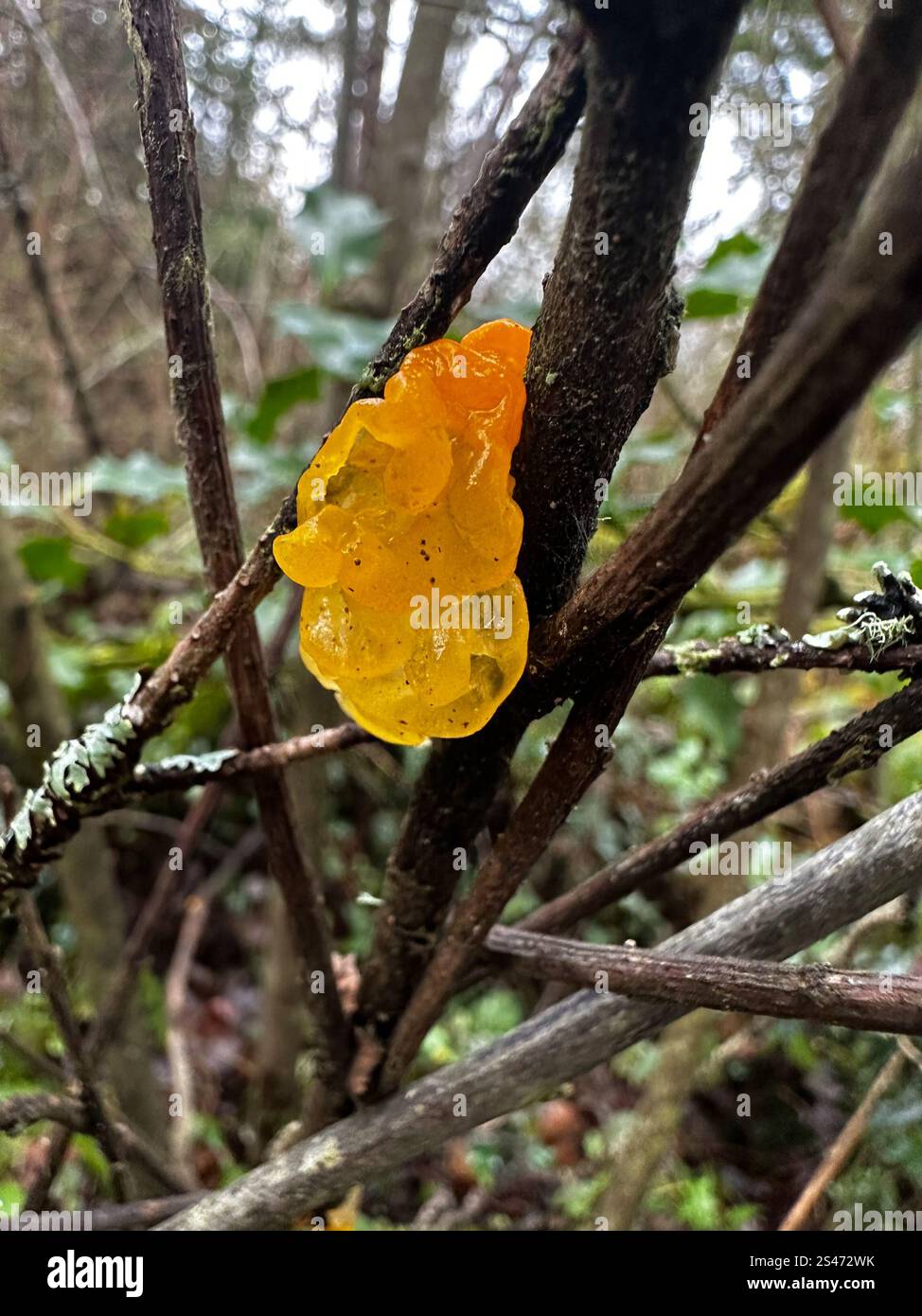 witch's butter (Tremella mesenterica Stock Photo - Alamy
