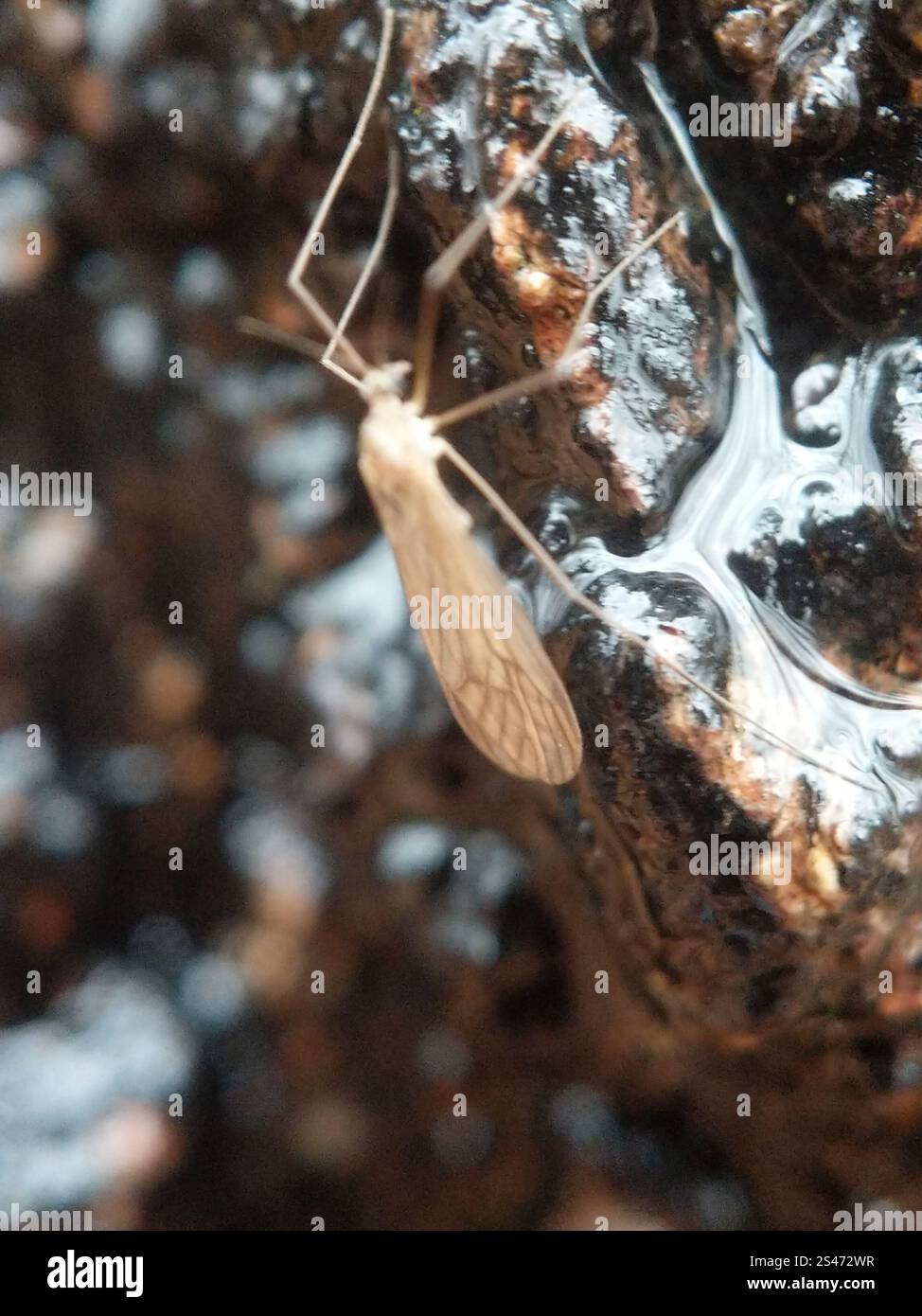 Winter Crane Flies (Trichoceridae Stock Photo - Alamy