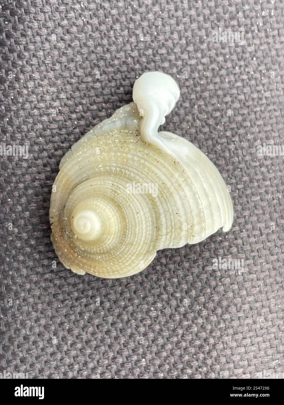 Scotch Bonnet Snail (Semicassis granulata Stock Photo - Alamy