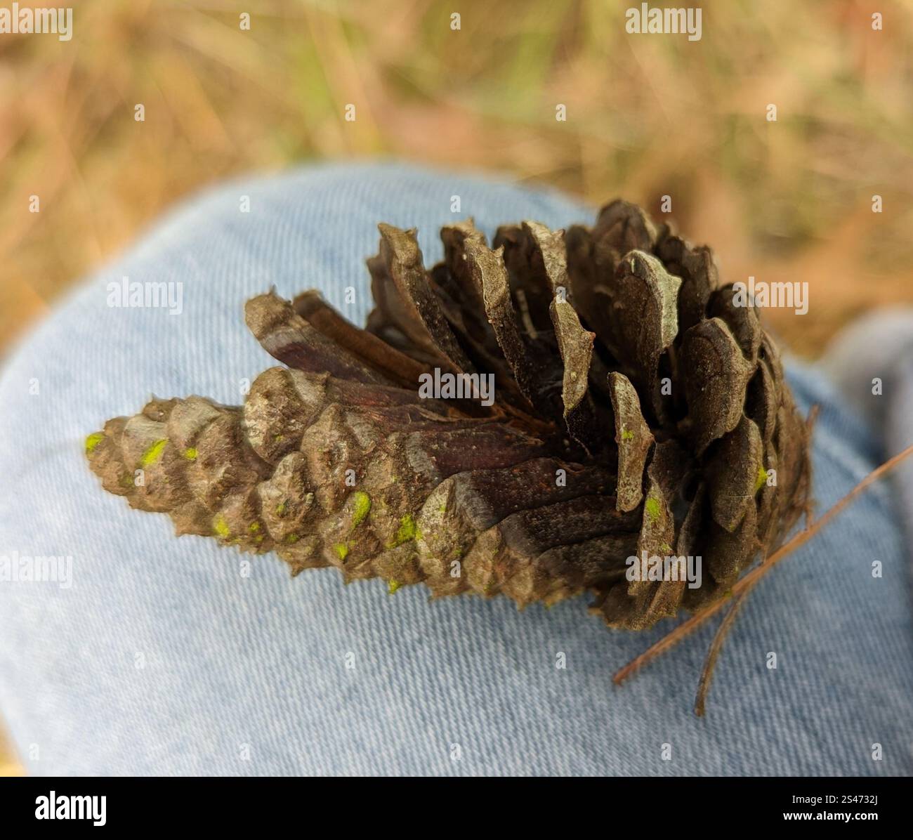 sand pine (Pinus clausa Stock Photo - Alamy