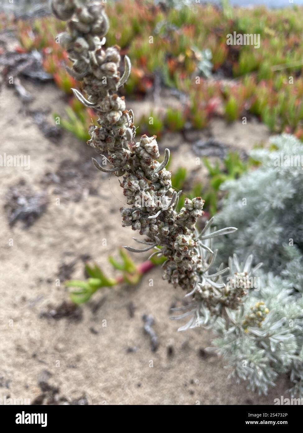 coastal sagewort (Artemisia pycnocephala Stock Photo - Alamy