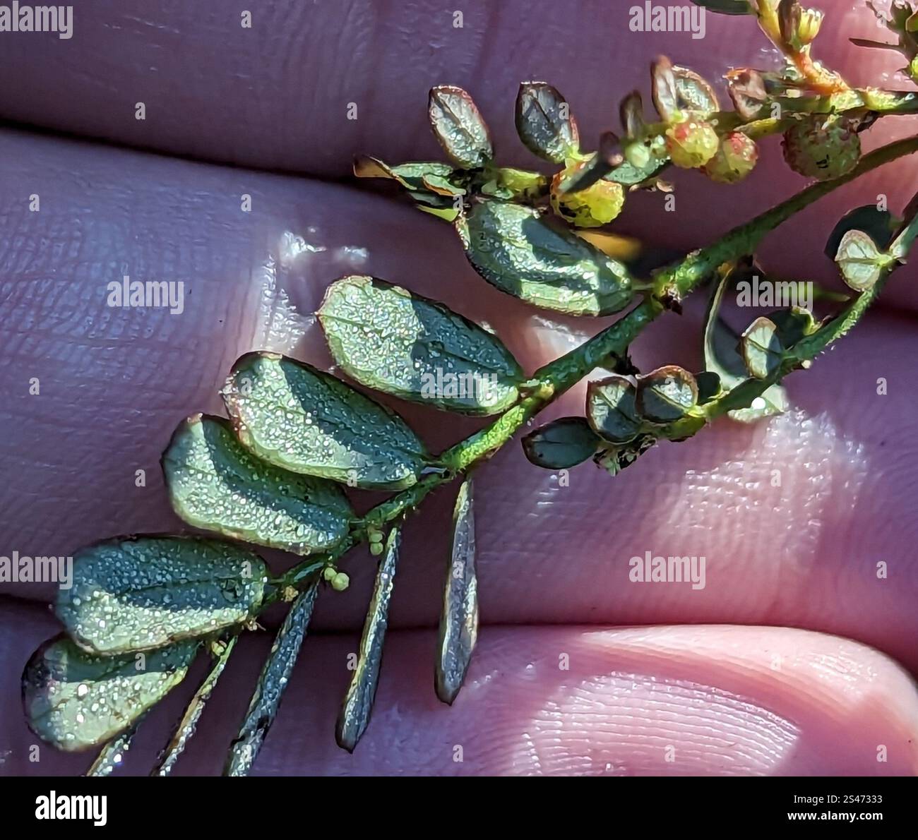 Chamberbitter (Phyllanthus urinaria Stock Photo - Alamy
