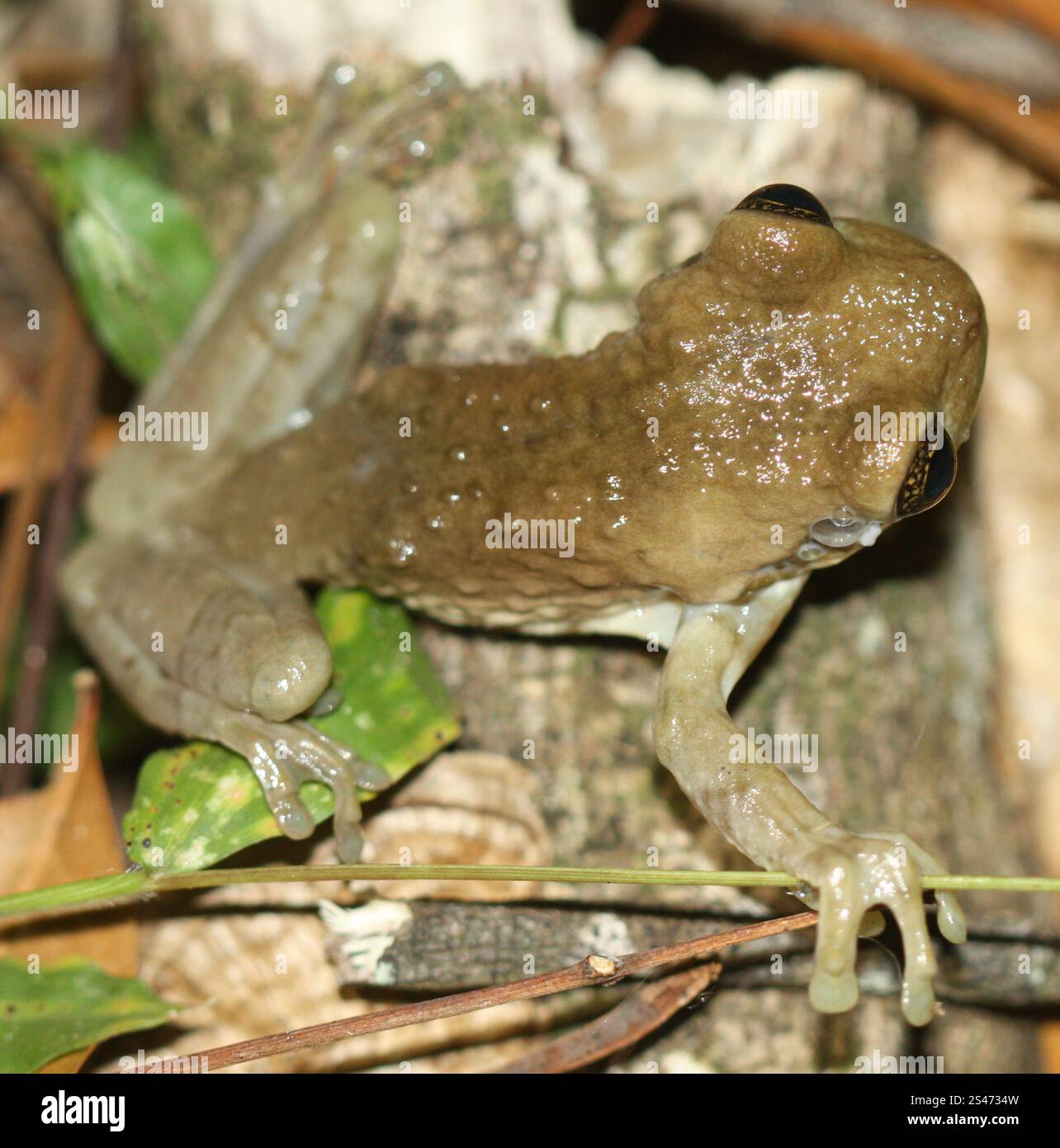 Vermiculated Tree Frog (Trachycephalus vermiculatus Stock Photo - Alamy