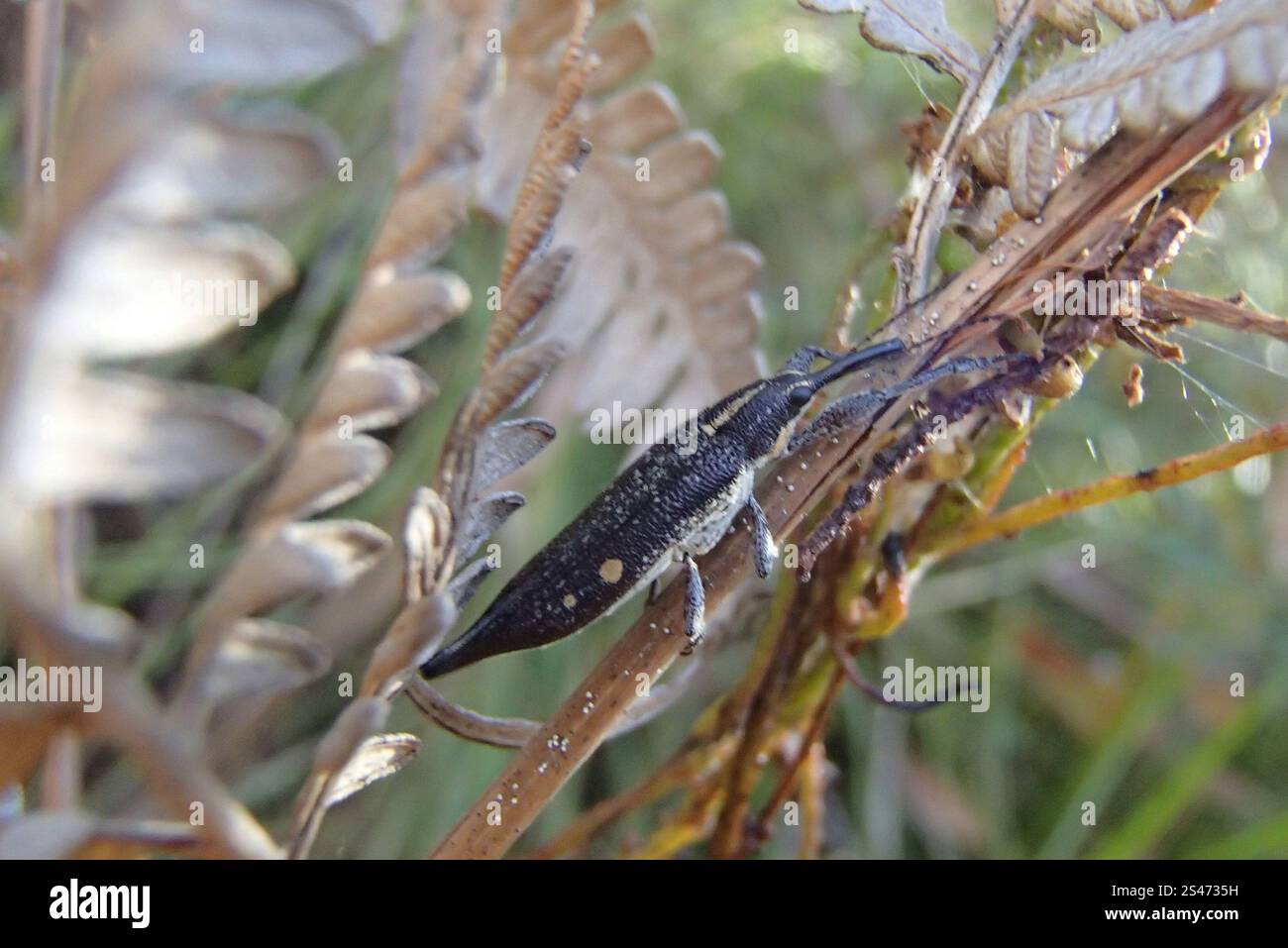 Two-Spotted Weevil (Rhinotia bidentata Stock Photo - Alamy