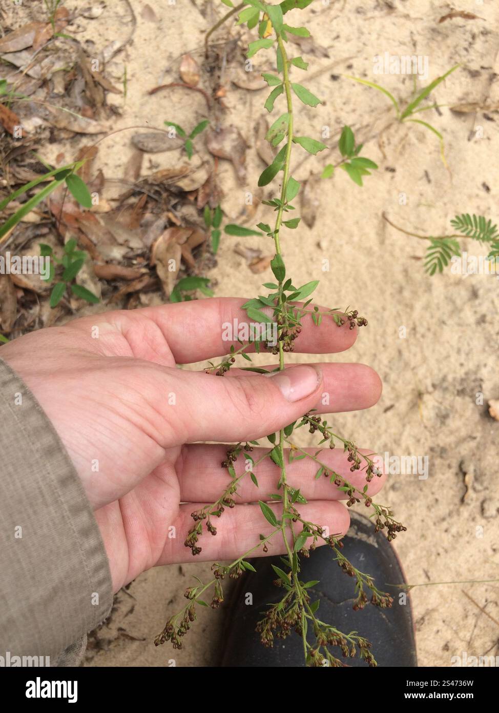 Hairy Pinweed (Lechea mucronata Stock Photo - Alamy