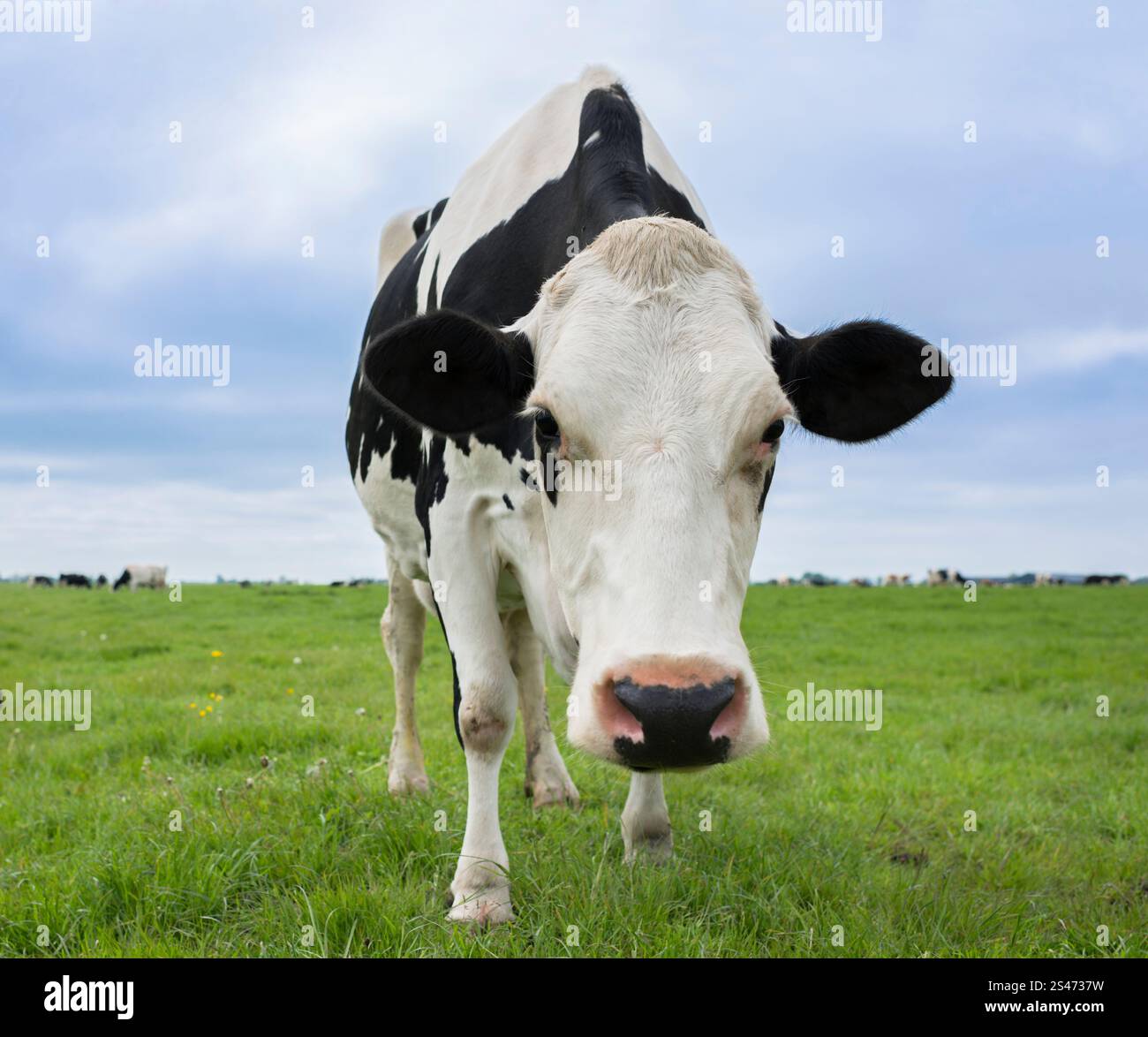 Holstein friesian cattle standing hi-res stock photography and images ...