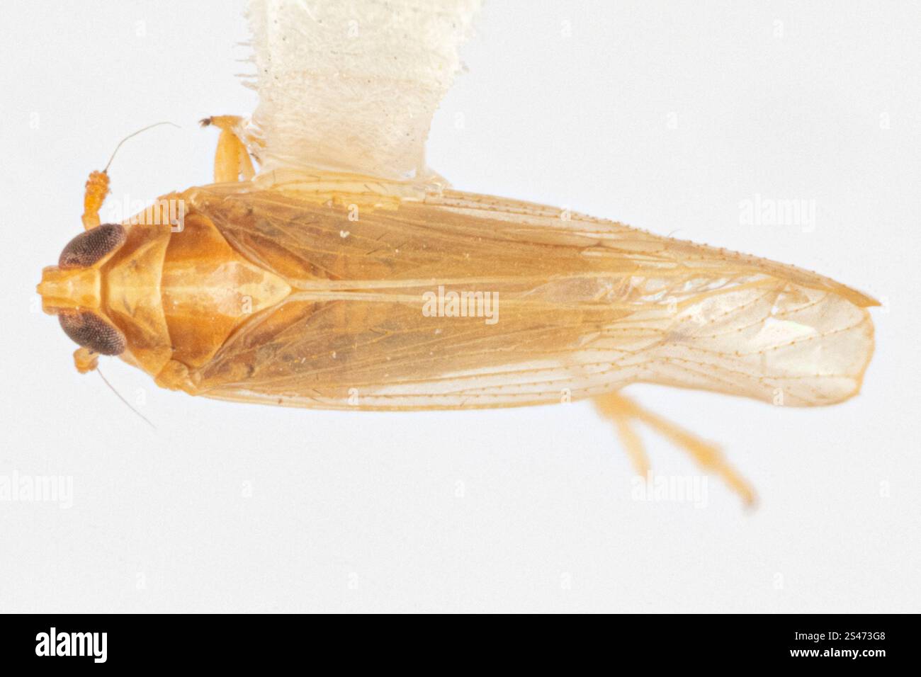 Rice Delphacid (Tagosodes orizicolus Stock Photo - Alamy