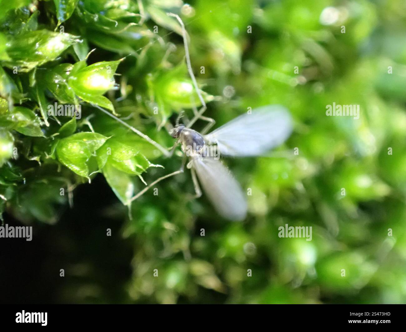 Non-biting Midges (Chironomidae Stock Photo - Alamy
