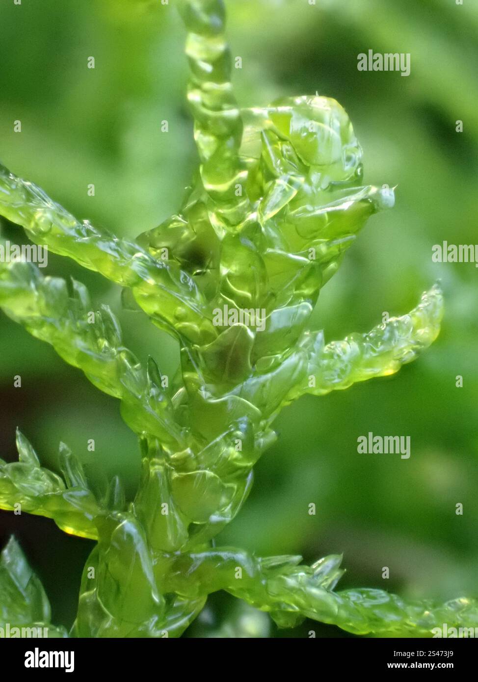 Neat Feather-moss (Pseudoscleropodium purum Stock Photo - Alamy
