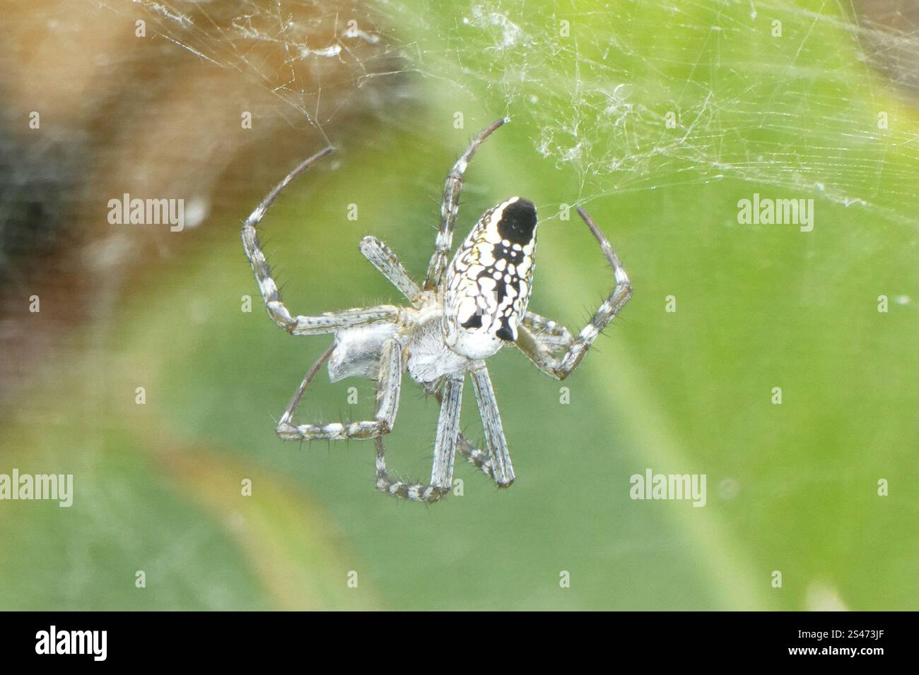 Dome Web Spider (Cyrtophora moluccensis Stock Photo - Alamy