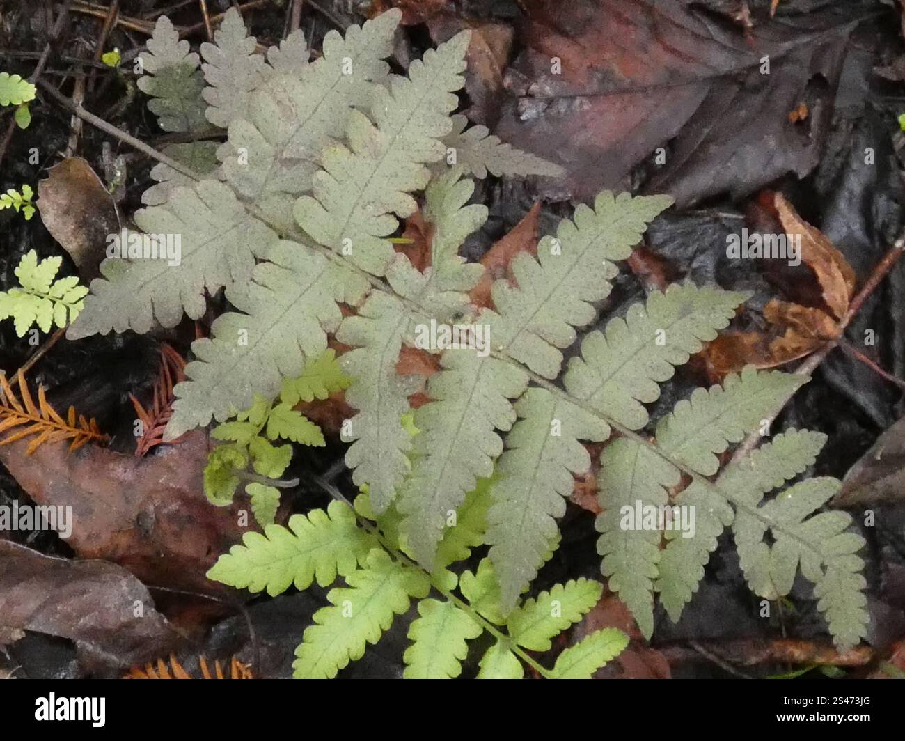 Soft Fern (Christella dentata Stock Photo - Alamy
