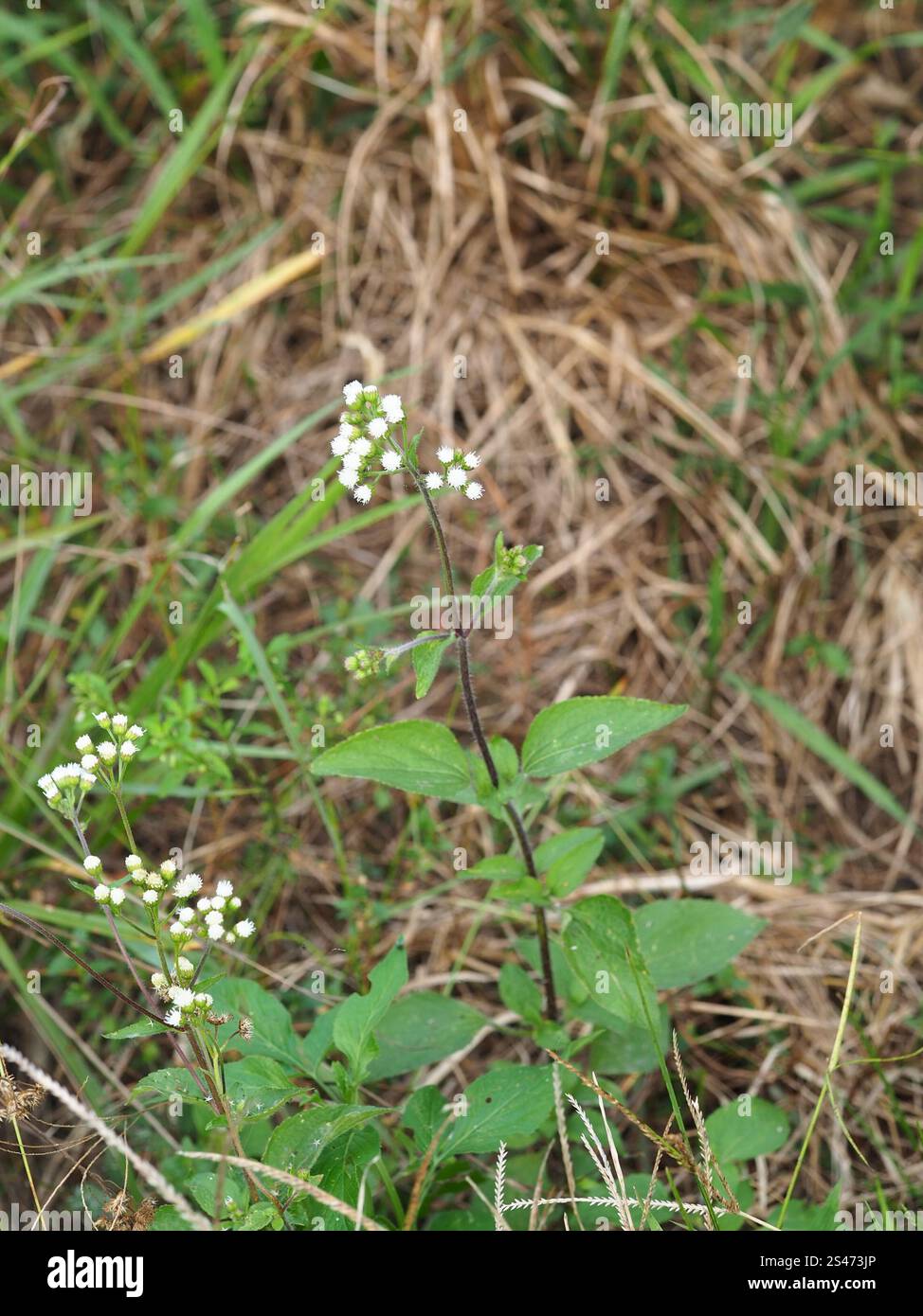 billygoat weed (Ageratum conyzoides Stock Photo - Alamy
