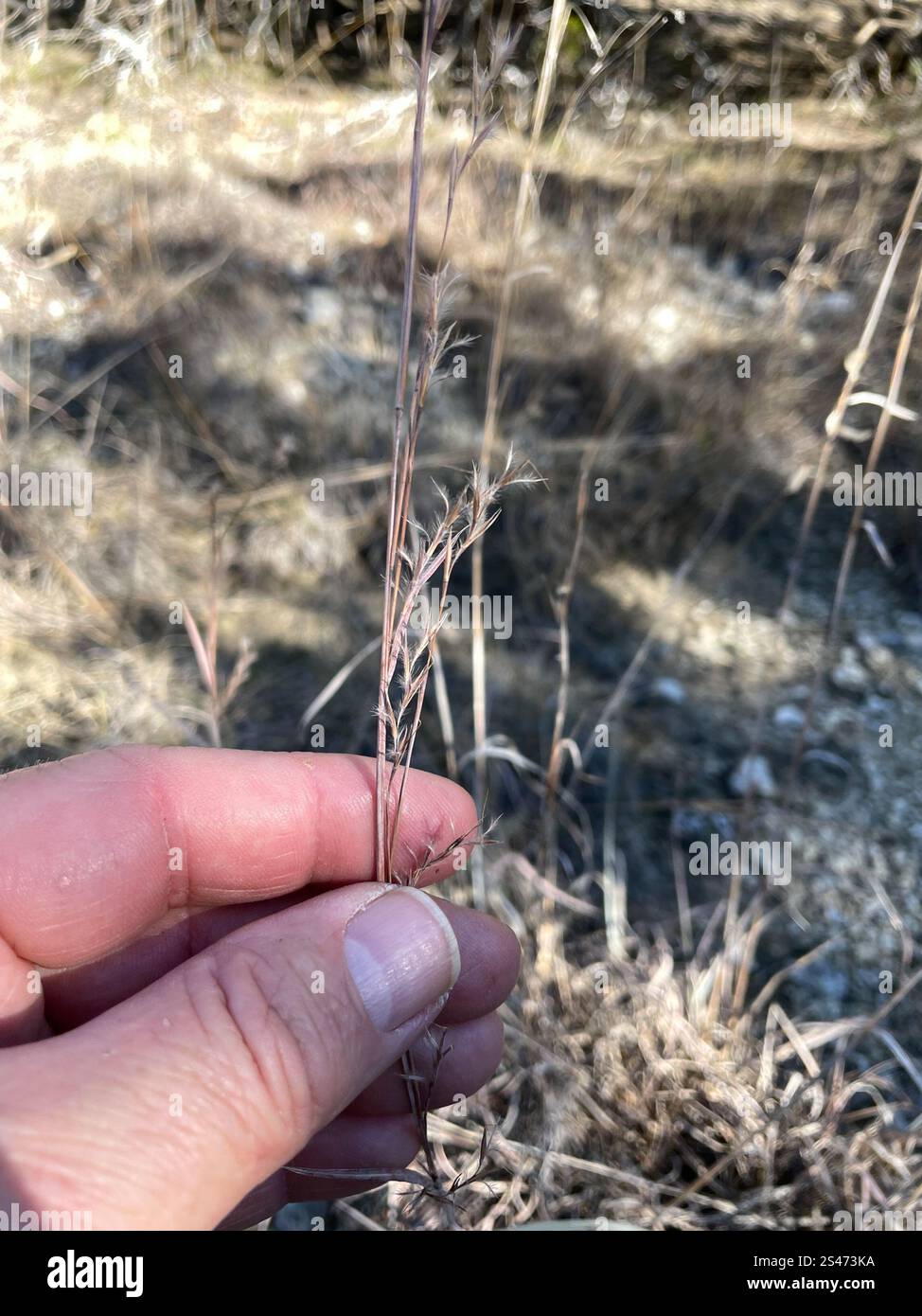 bluestems, thatching grasses, and allies (Andropogoninae Stock Photo ...