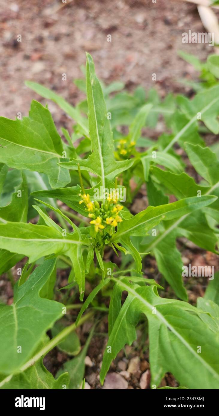 London rocket (Sisymbrium irio Stock Photo - Alamy