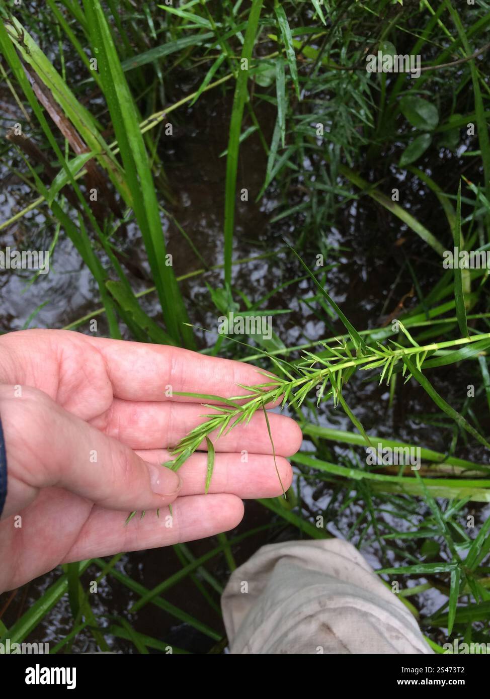 Three-way Sedge (Dulichium arundinaceum arundinaceum Stock Photo - Alamy