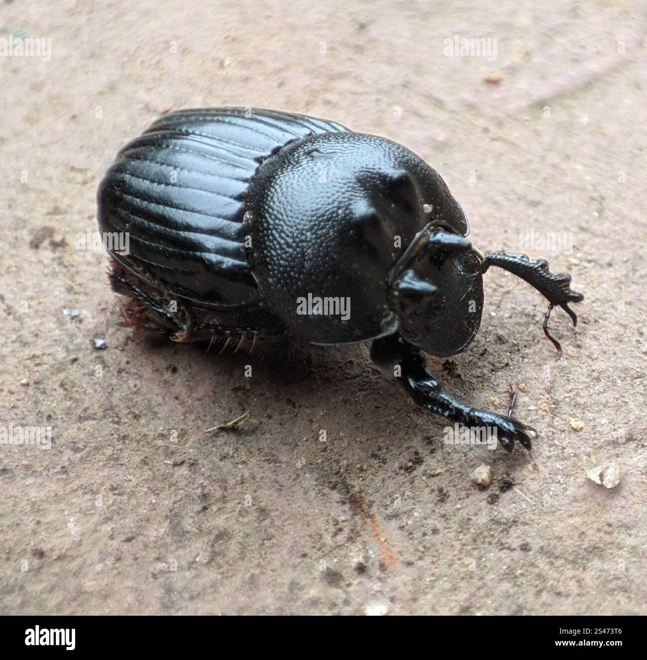 Dung Beetles (Scarabaeinae Stock Photo - Alamy