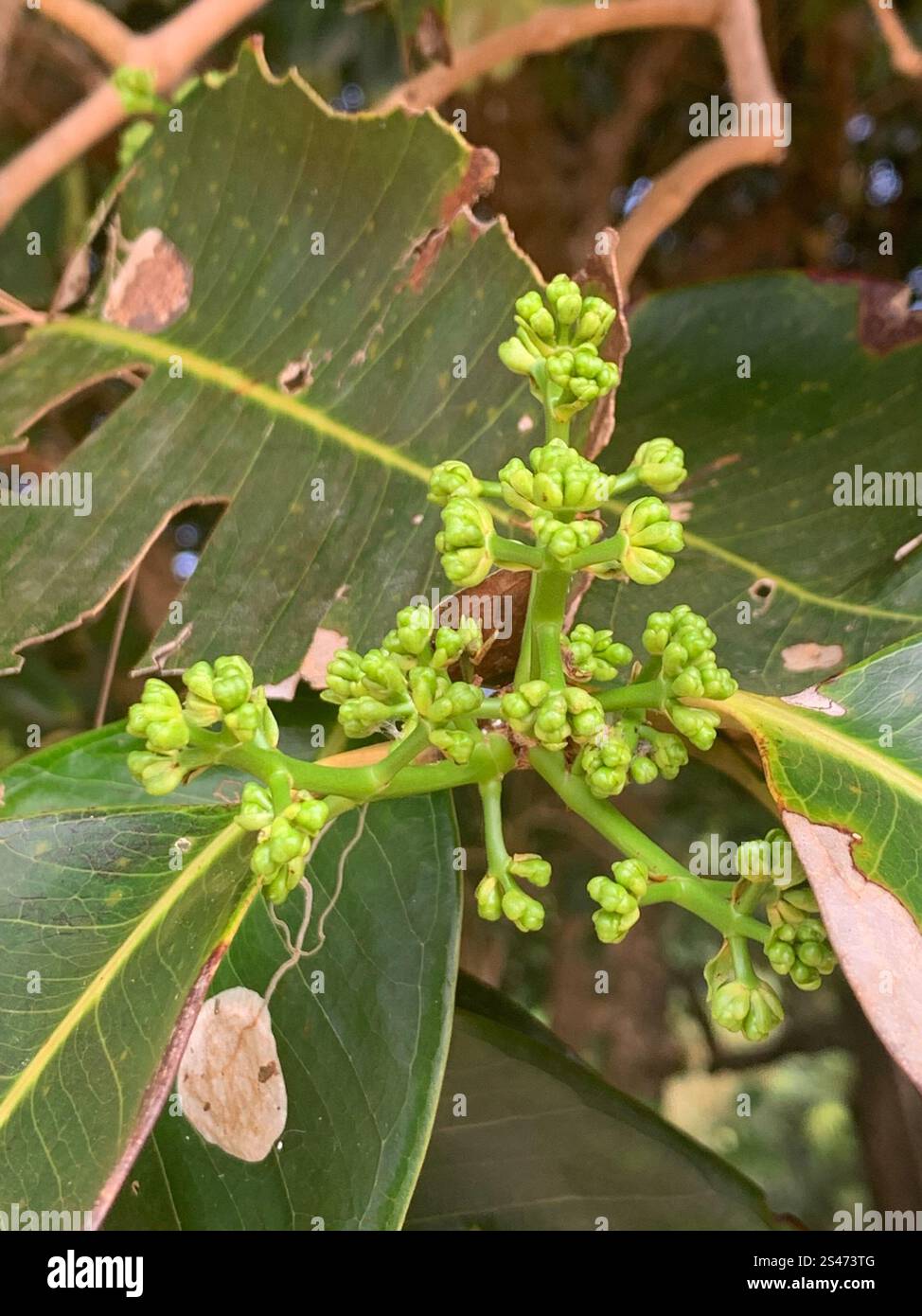 Java plum (Syzygium cumini Stock Photo - Alamy