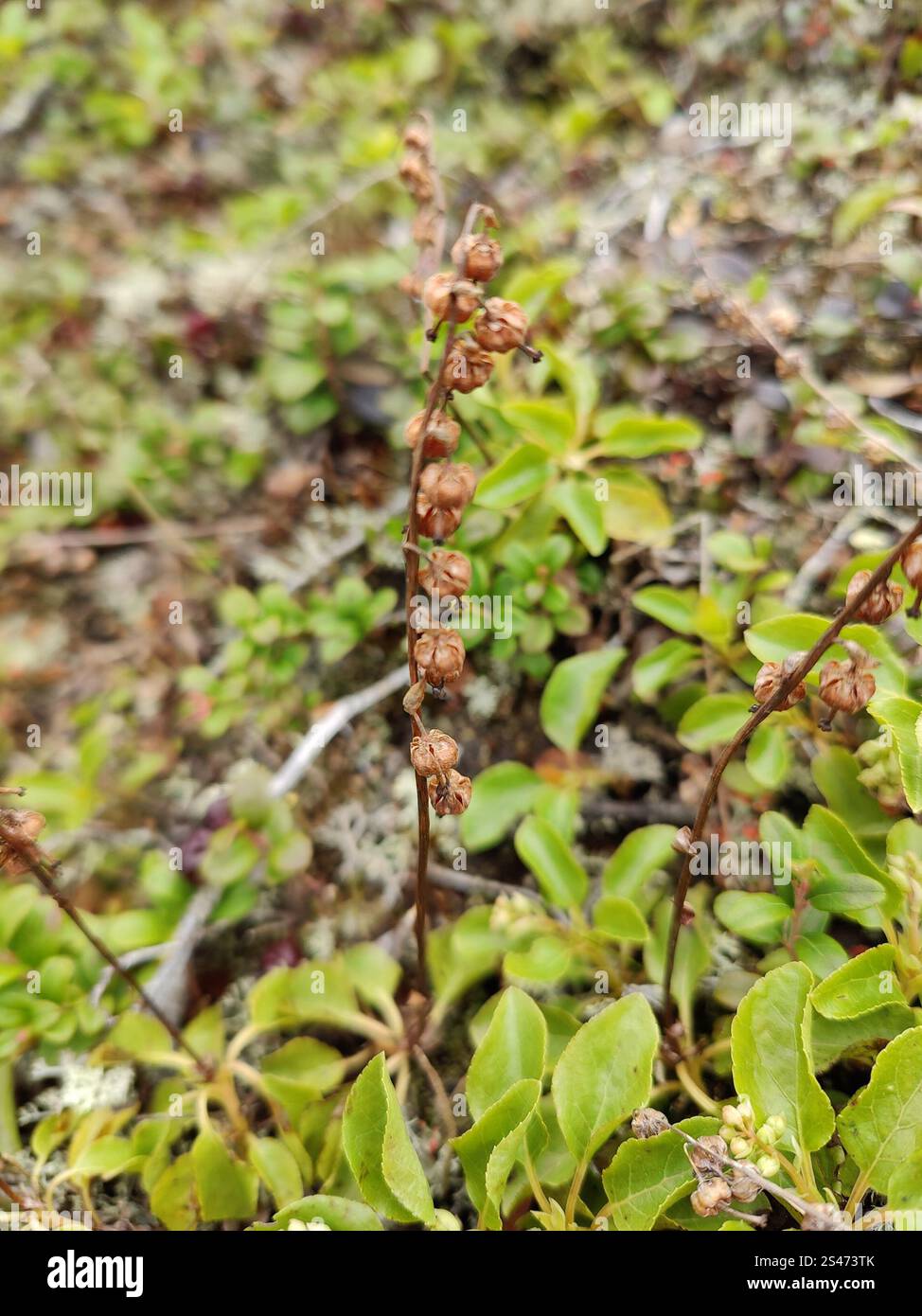 one-sided wintergreen (Orthilia secunda Stock Photo - Alamy