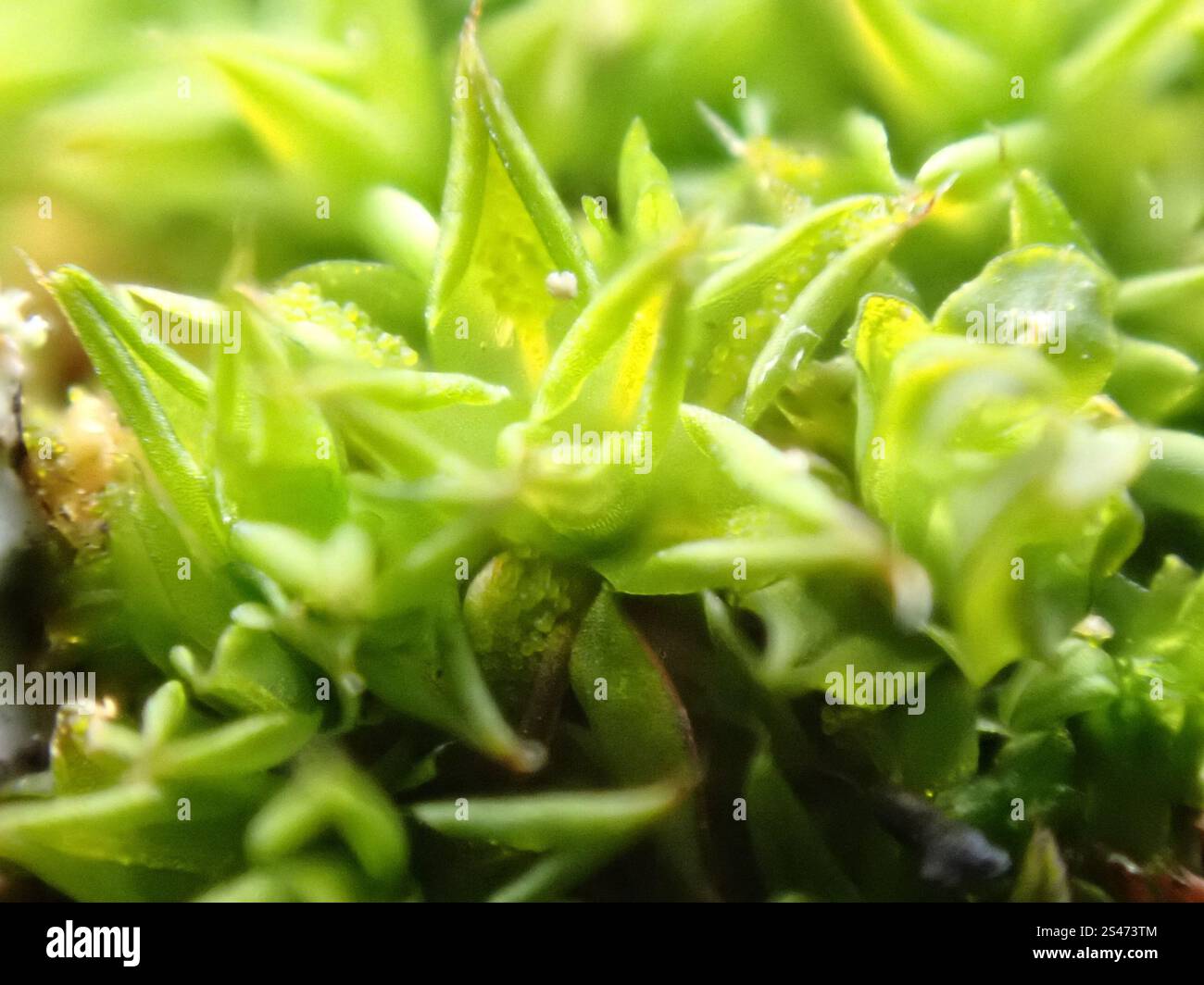 Marbled Screw-moss (Syntrichia papillosa Stock Photo - Alamy