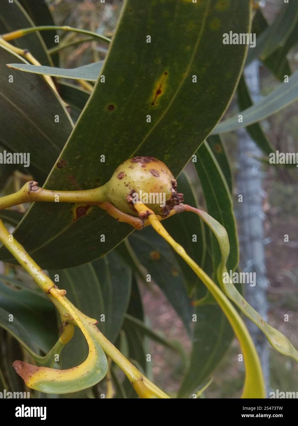 Golden Wattle Gall Wasp (Trichilogaster signiventris Stock Photo - Alamy