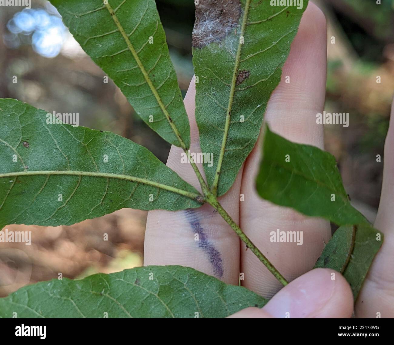 water hickory (Carya aquatica Stock Photo - Alamy