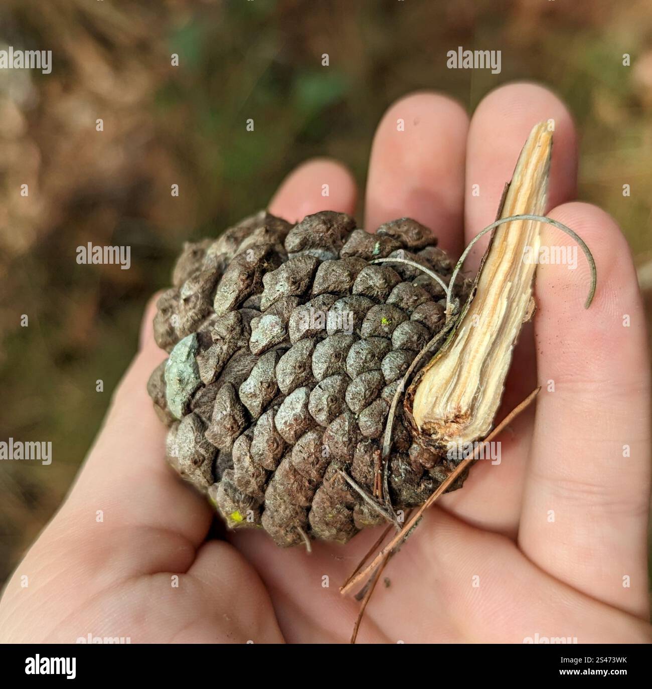 sand pine (Pinus clausa Stock Photo - Alamy